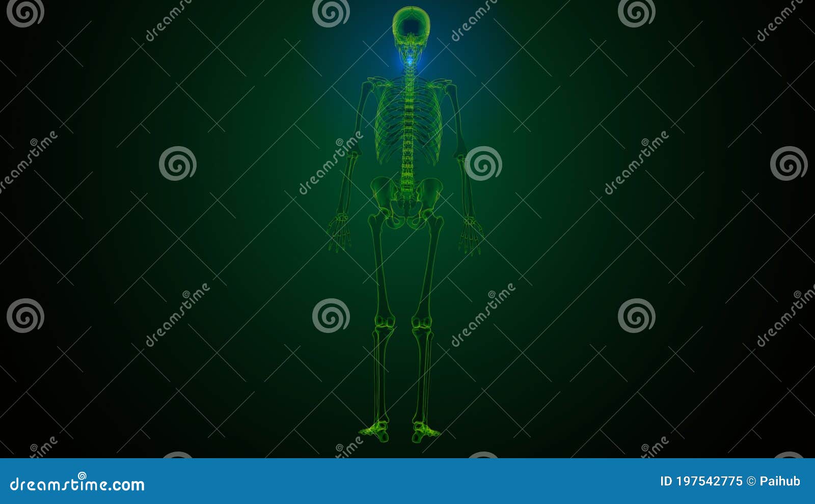 3d Render of Human Skeleton Maxilla Bone Anatomy Stock Illustration ...
