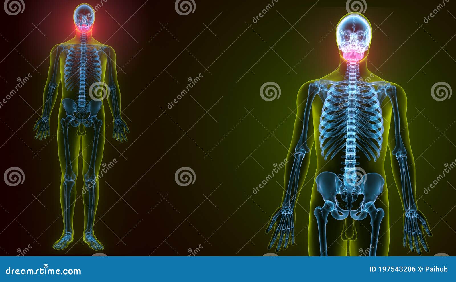 3d Render of Human Skeleton Maxilla Bone Anatomy Stock Illustration ...