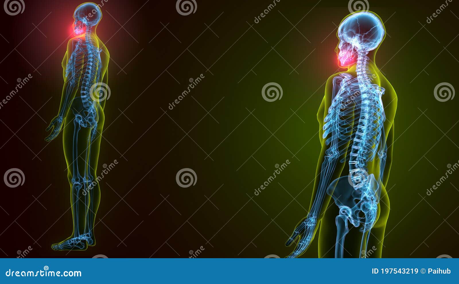3d Render of Human Skeleton Maxilla Bone Anatomy Stock Illustration ...