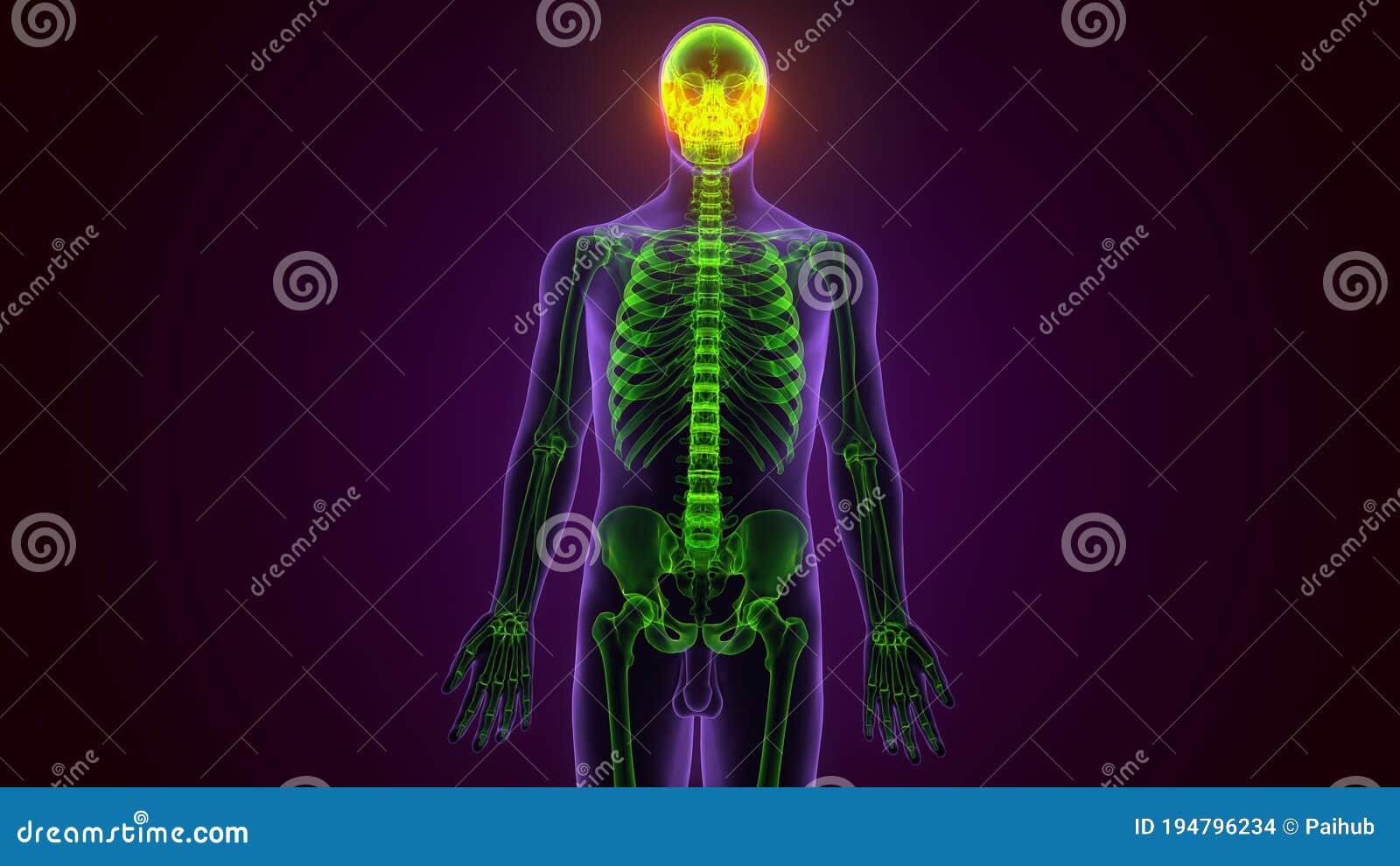 Human Skeleton Skull Sphenoid Bone Anatomy for Medical Concept 3D ...
