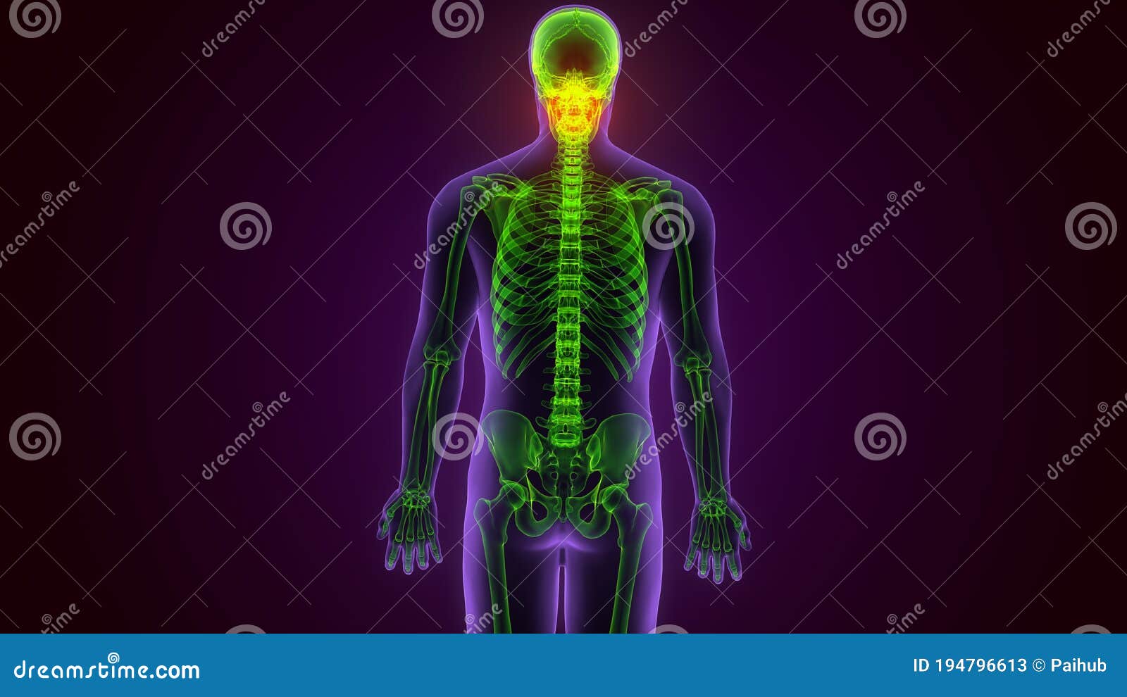 Human Skeleton Skull Sphenoid Bone Anatomy for Medical Concept 3D ...