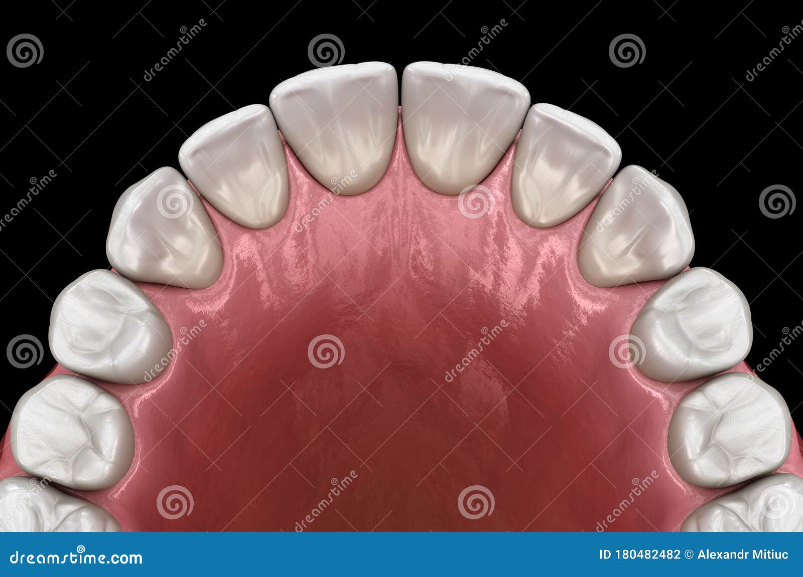 Maxillary Human Gum and Teeth. Medically Accurate Tooth Illustration ...