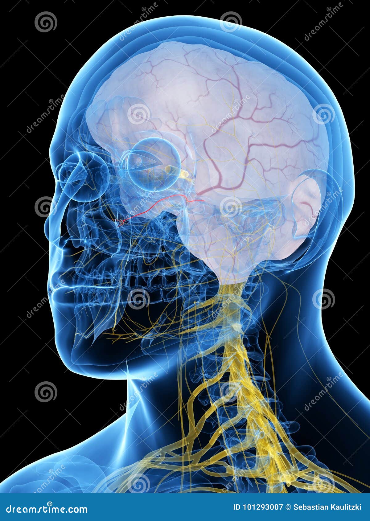 The Maxillary Nerve stock illustration. Illustration of science - 101293007