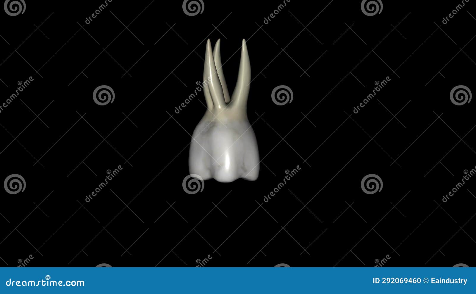 The Maxillary Second Molar is the Tooth Located Distally from Both the ...