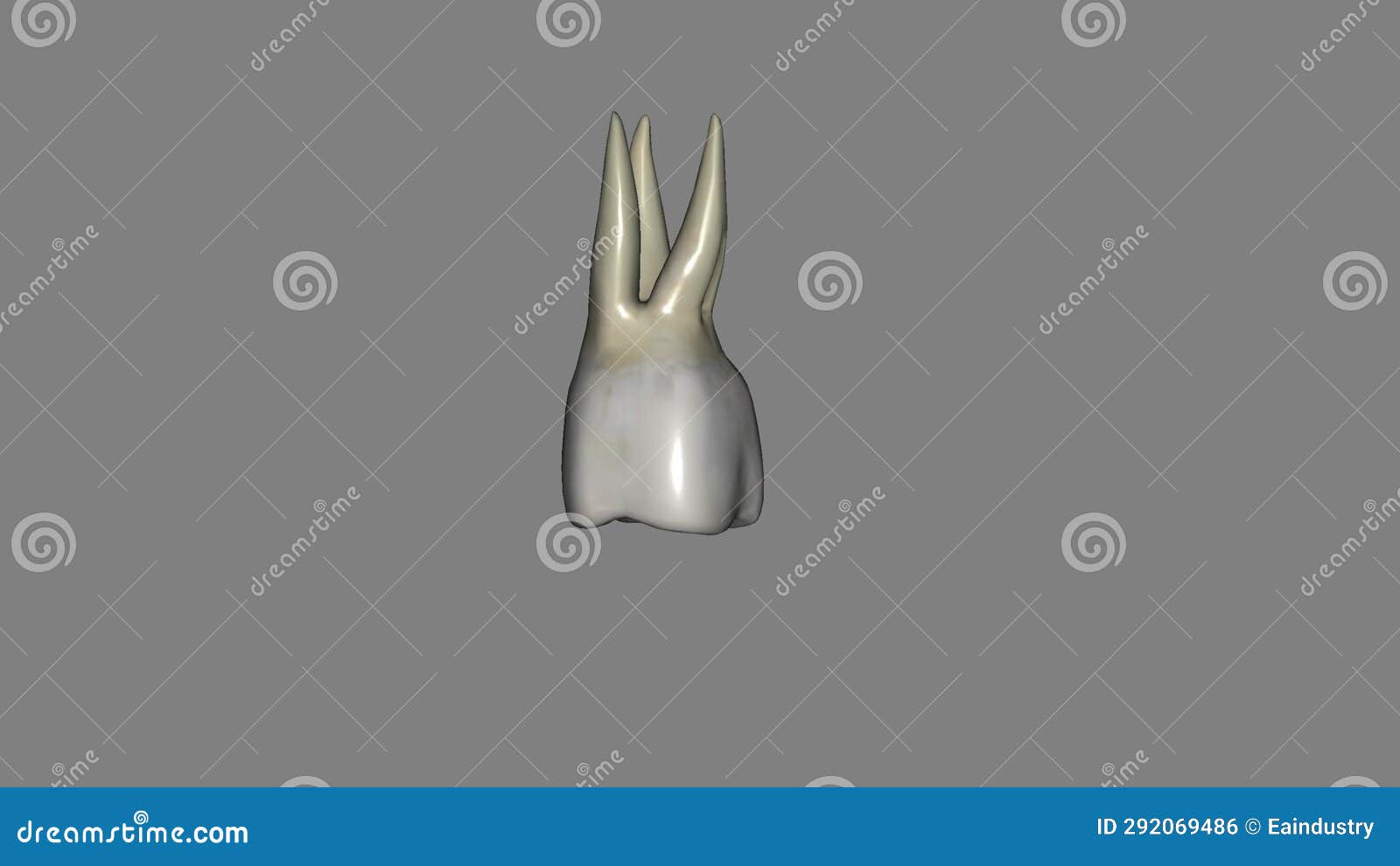 The Maxillary Second Molar is the Tooth Located Distally from Both the ...