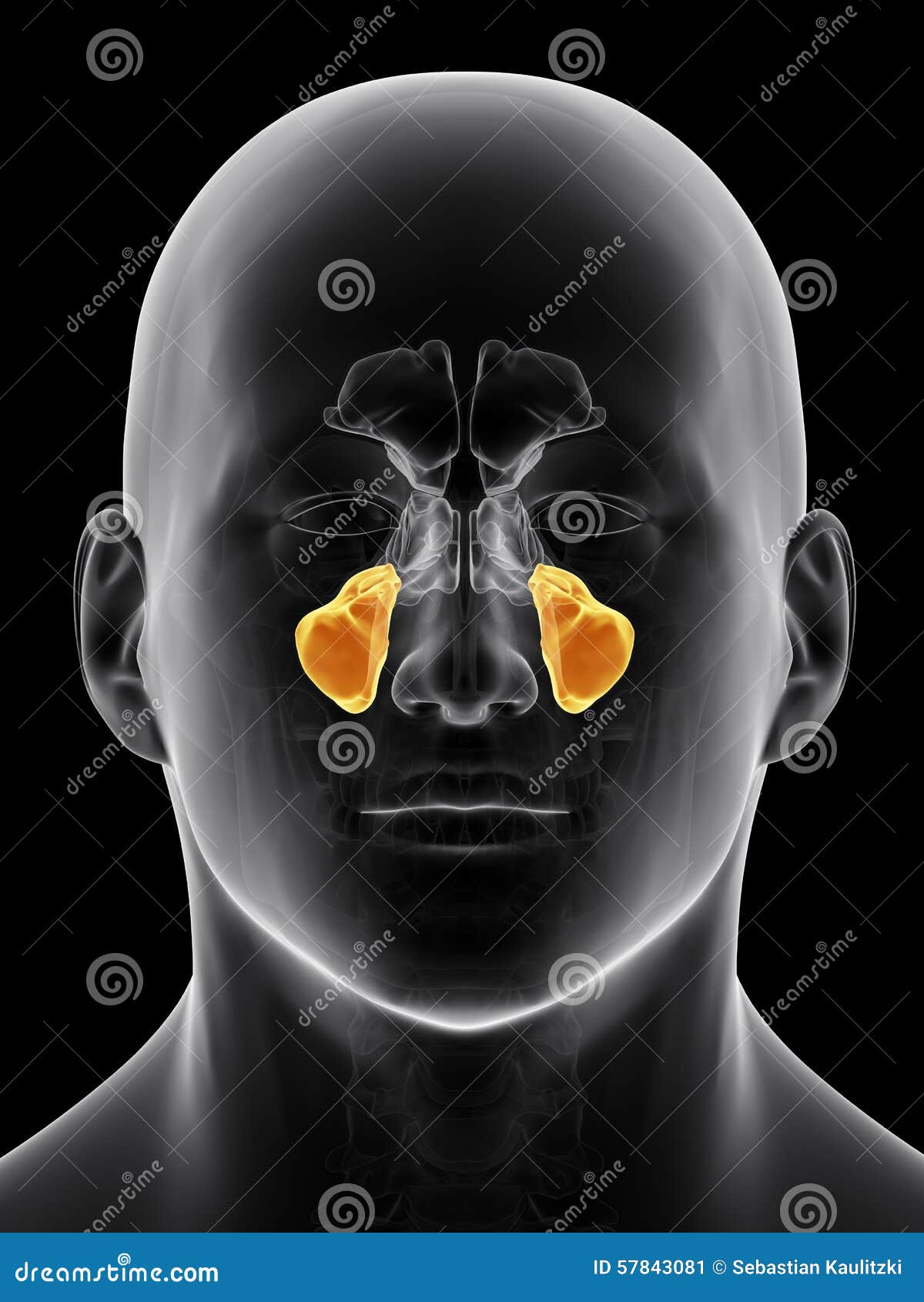 The maxillary sinus stock illustration. Illustration of cavity - 57843081