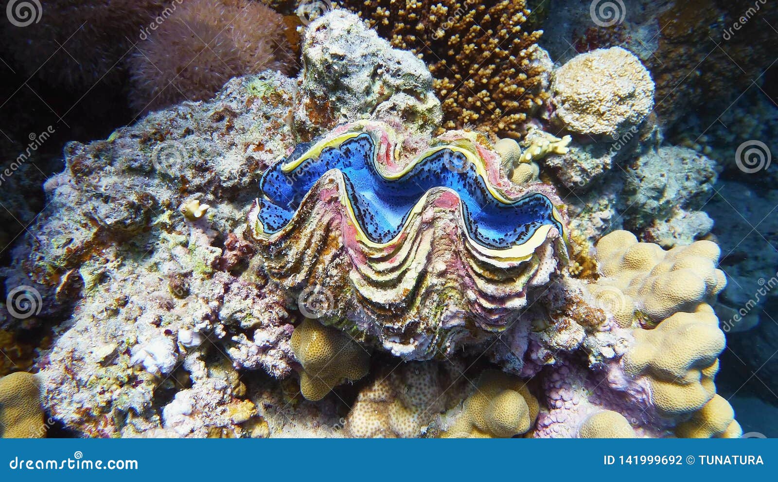 The Maxima Clam, Marine Life Stock Photo - Image of diving, marine ...