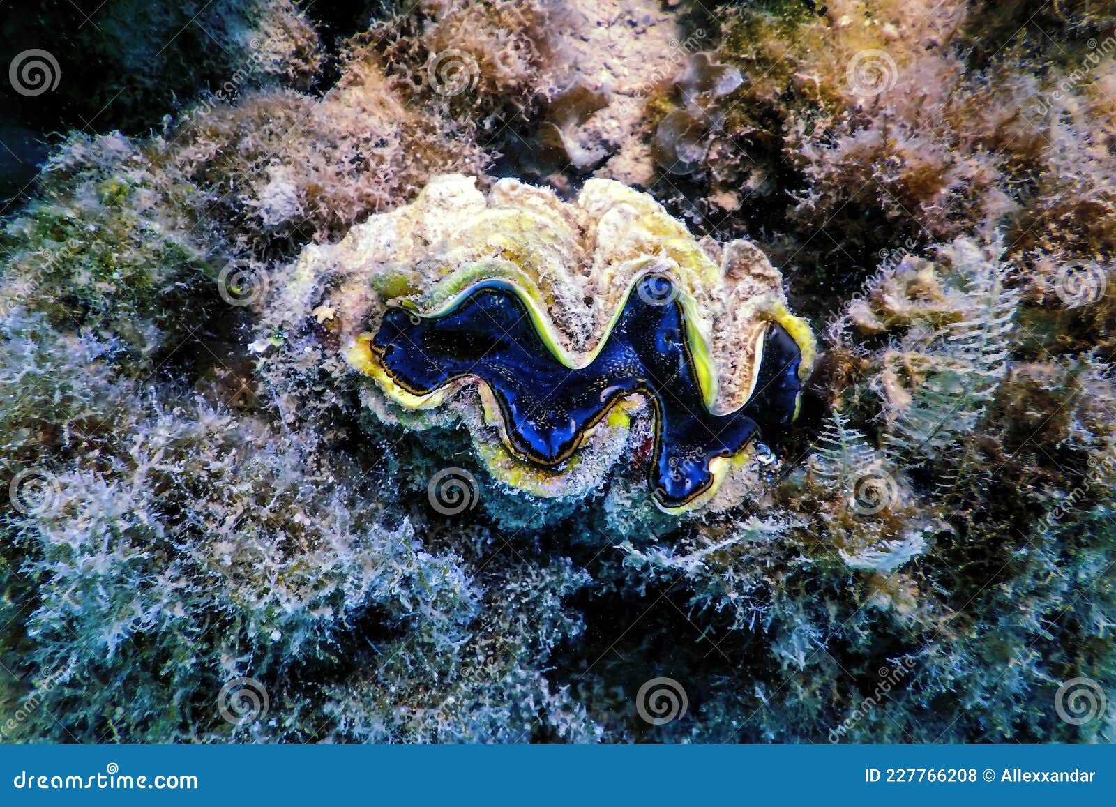 Maxima Clam Tridacna Maxima Sous L'eau Photo stock - Image du marin ...