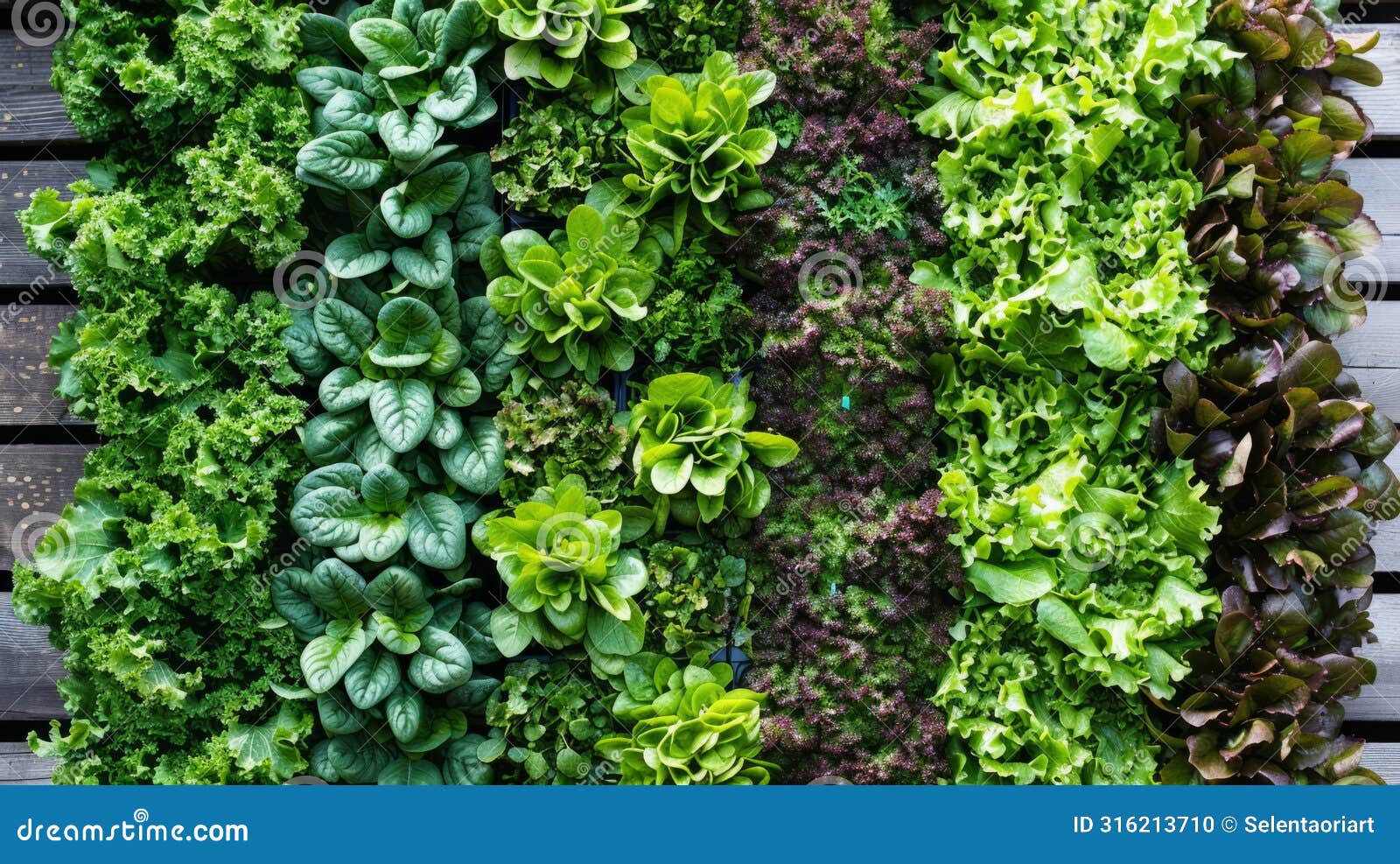 Maximizing Garden Space with Vertical Growing Stock Illustration ...