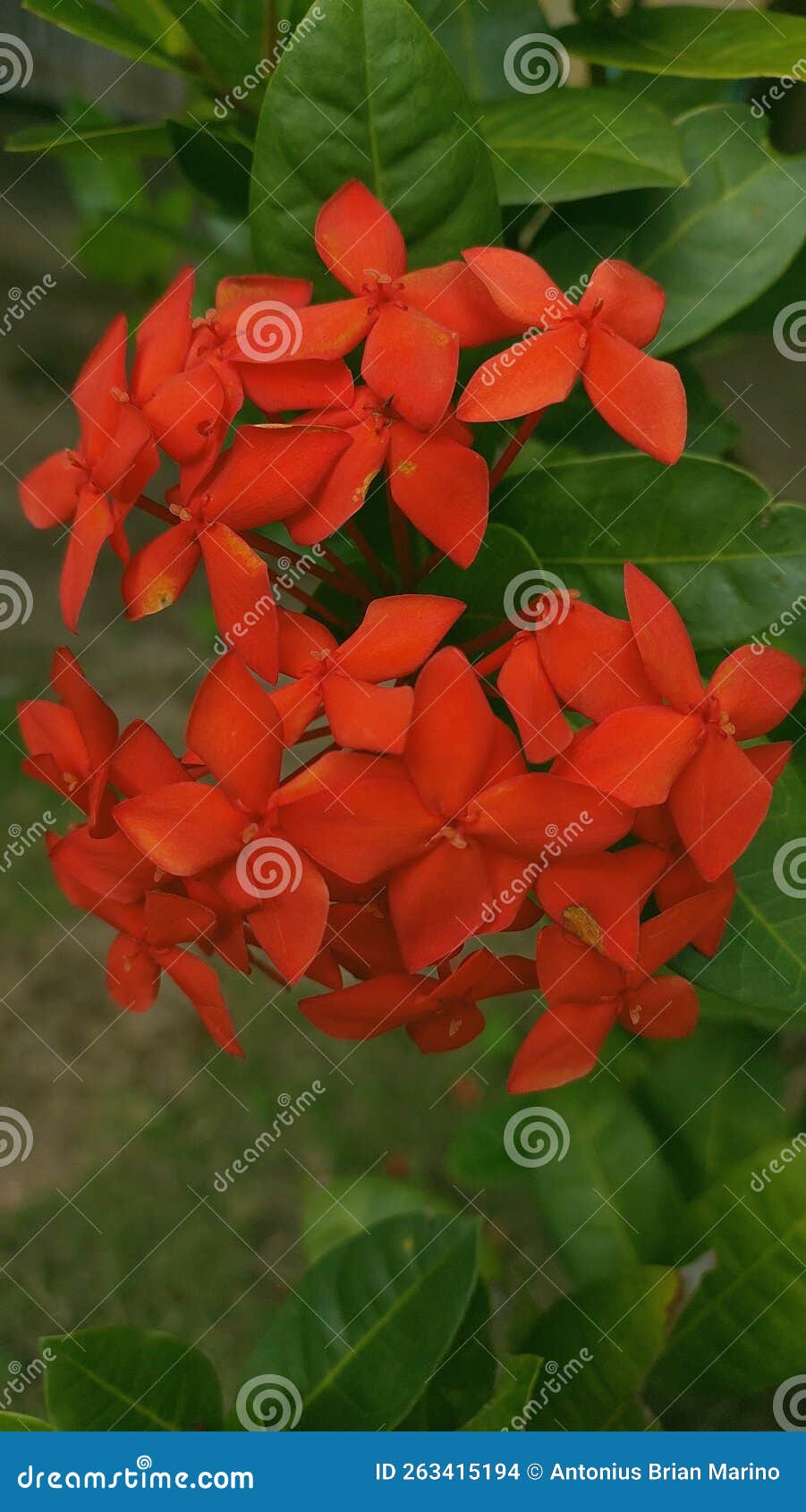 Maximum Blooming Bunga Pentas Stock Photo - Image of branch, maximum ...