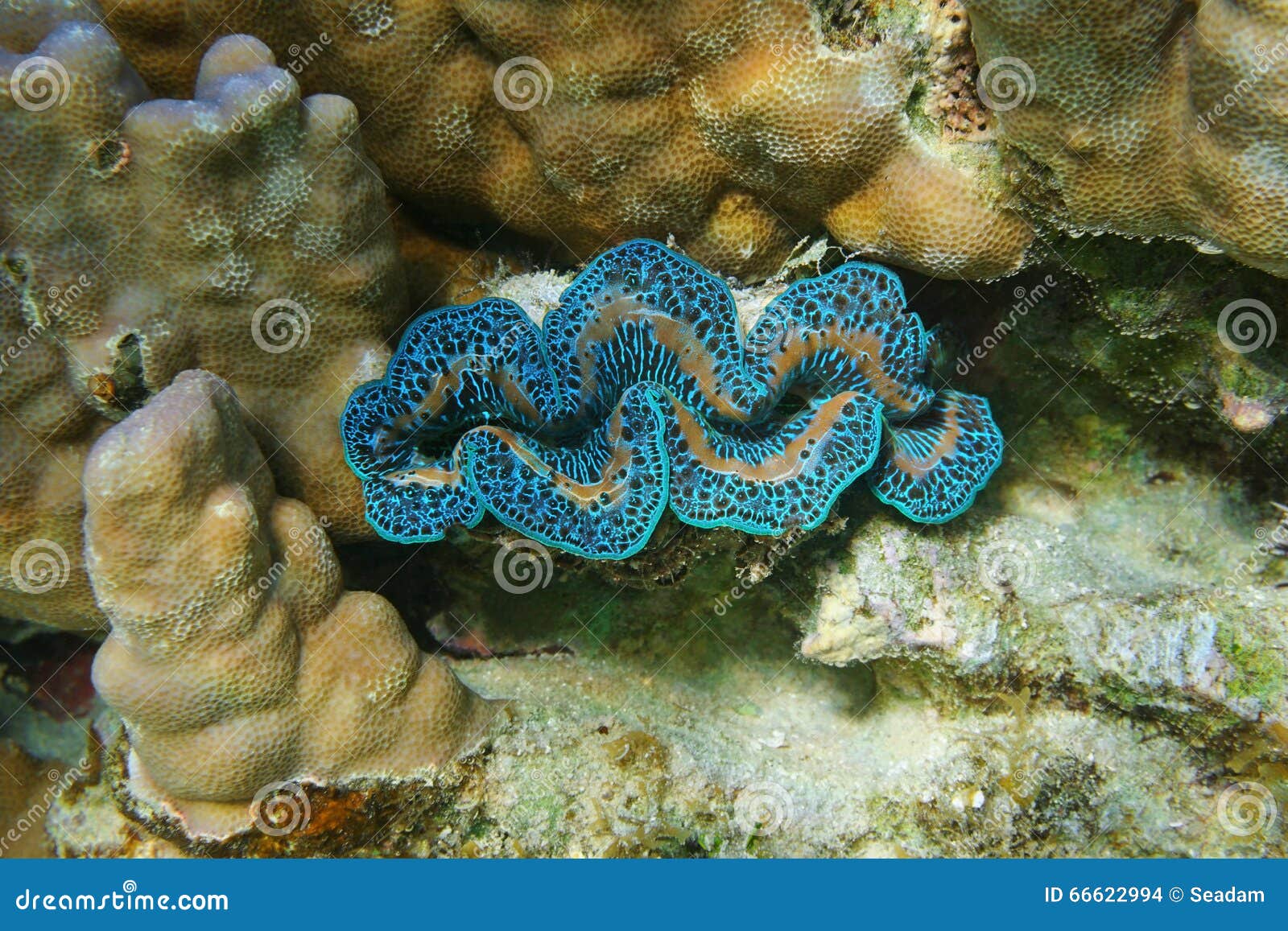 20,935 Photos de Bivalve - Photos de stock gratuites et libres de ...