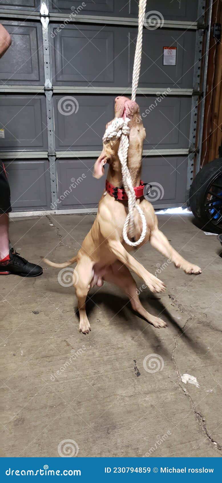 Maximum Hang Dog Stock Photos - Free & Royalty-Free Stock Photos from ...