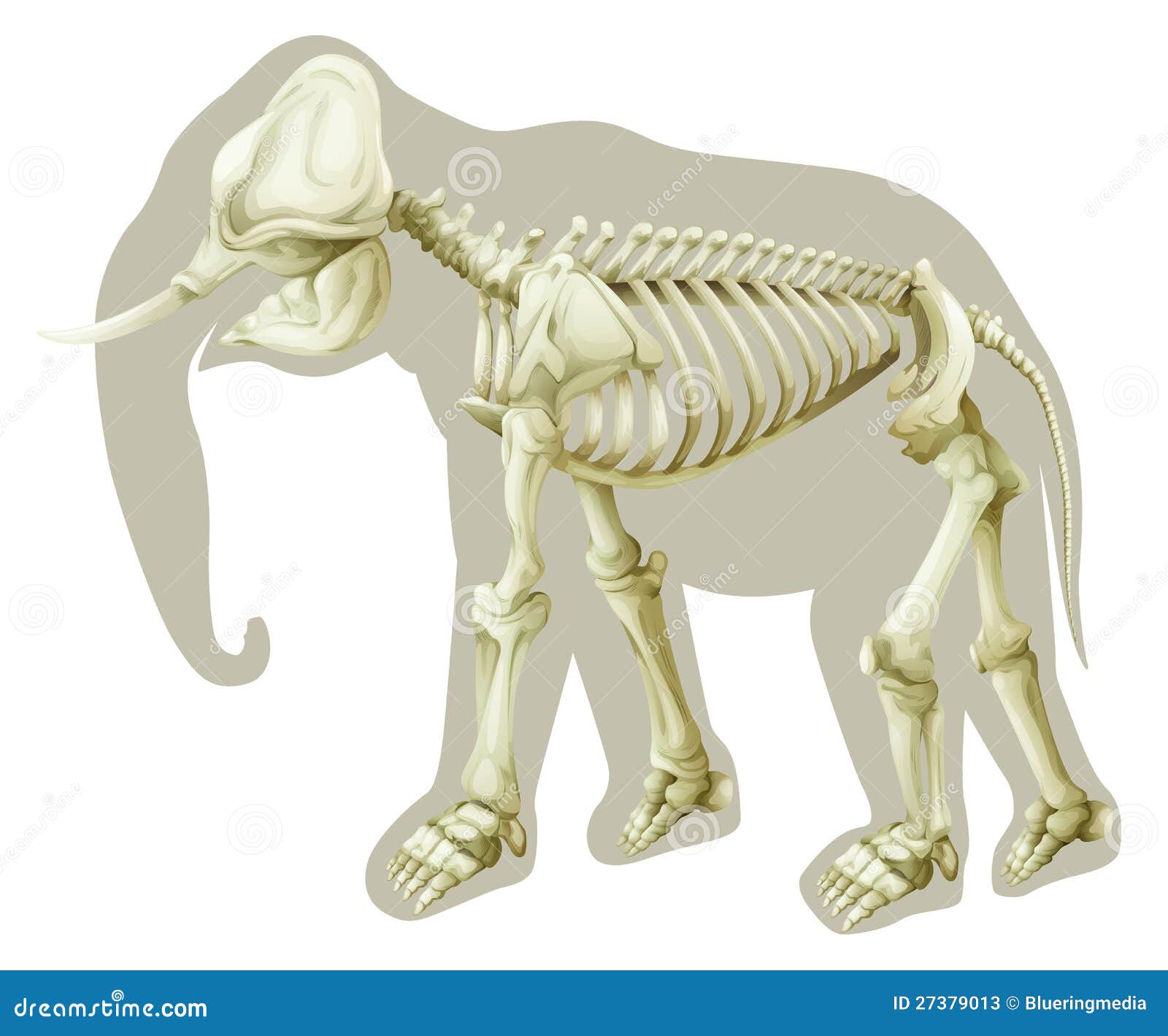 Maximus D'Elephas - Squelette Illustration Stock - Illustration du ...