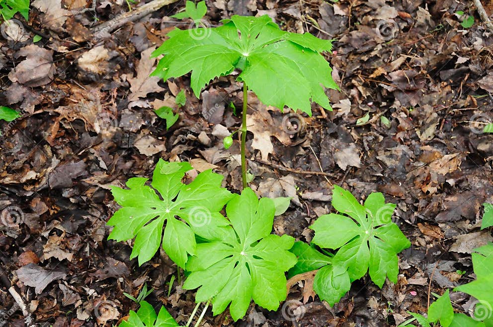 May apple with fruit stock image. Image of apple, pennsylvania - 12105323