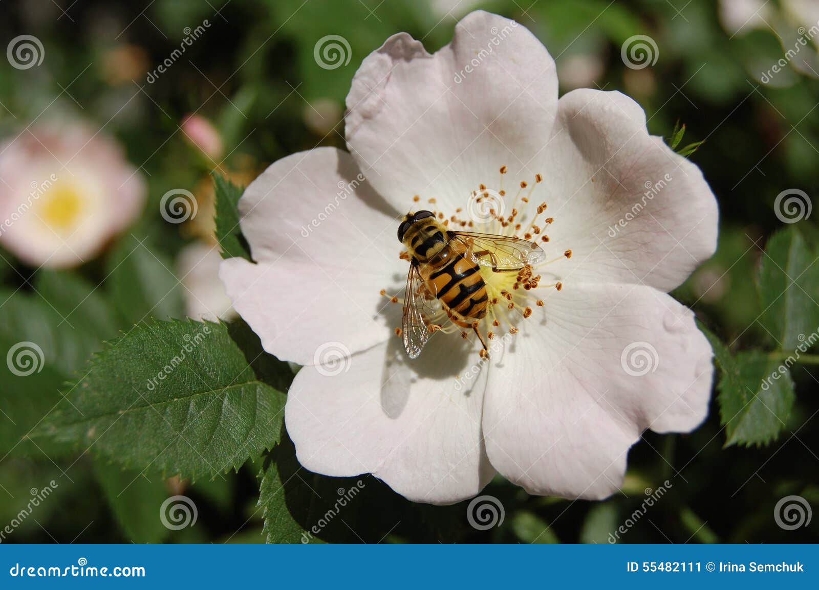 May Bee on a Flower of Wild Rose Stock Image - Image of large, sitting ...