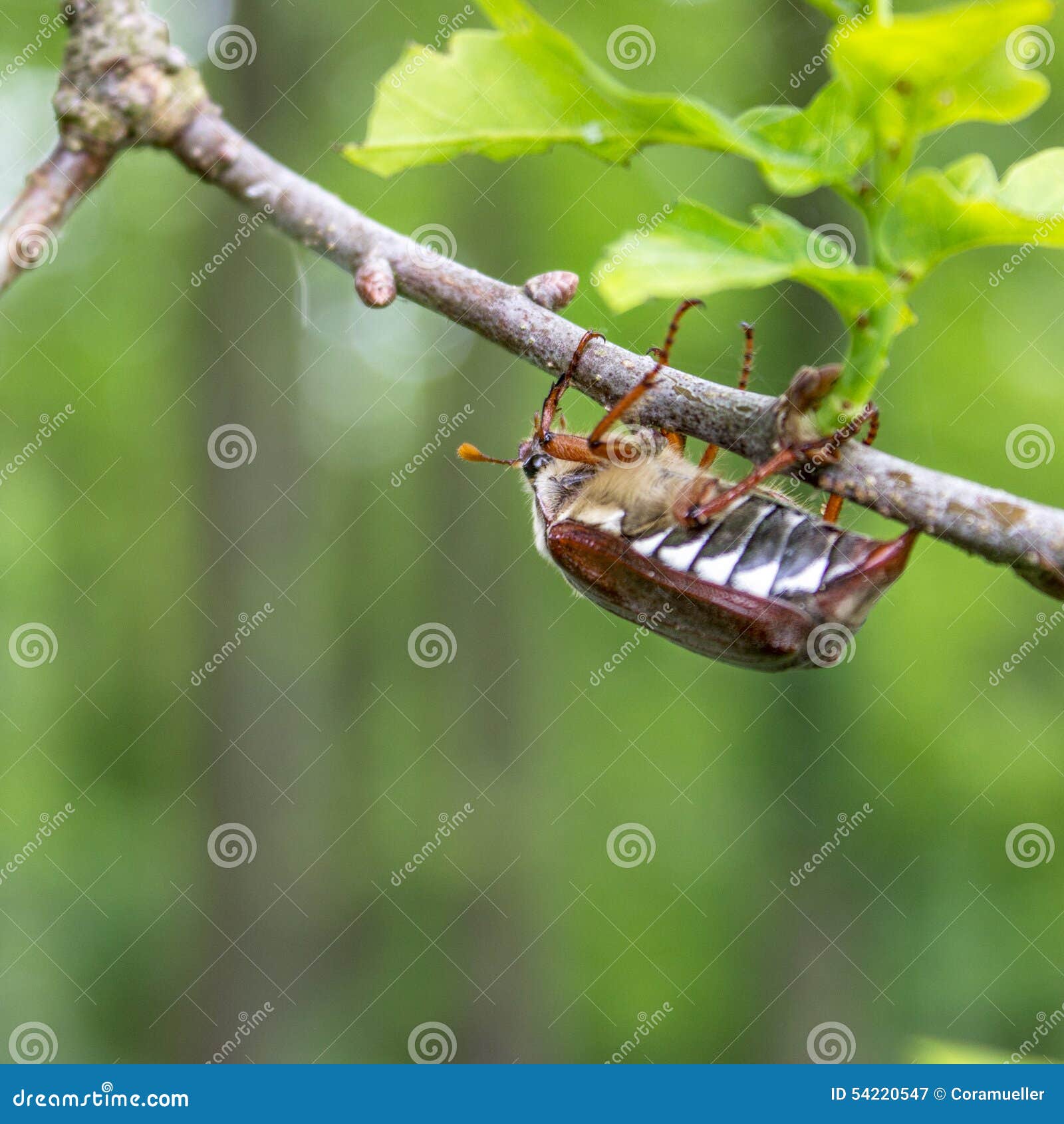 May beetle stock image. Image of green, bugs, insects - 54220547