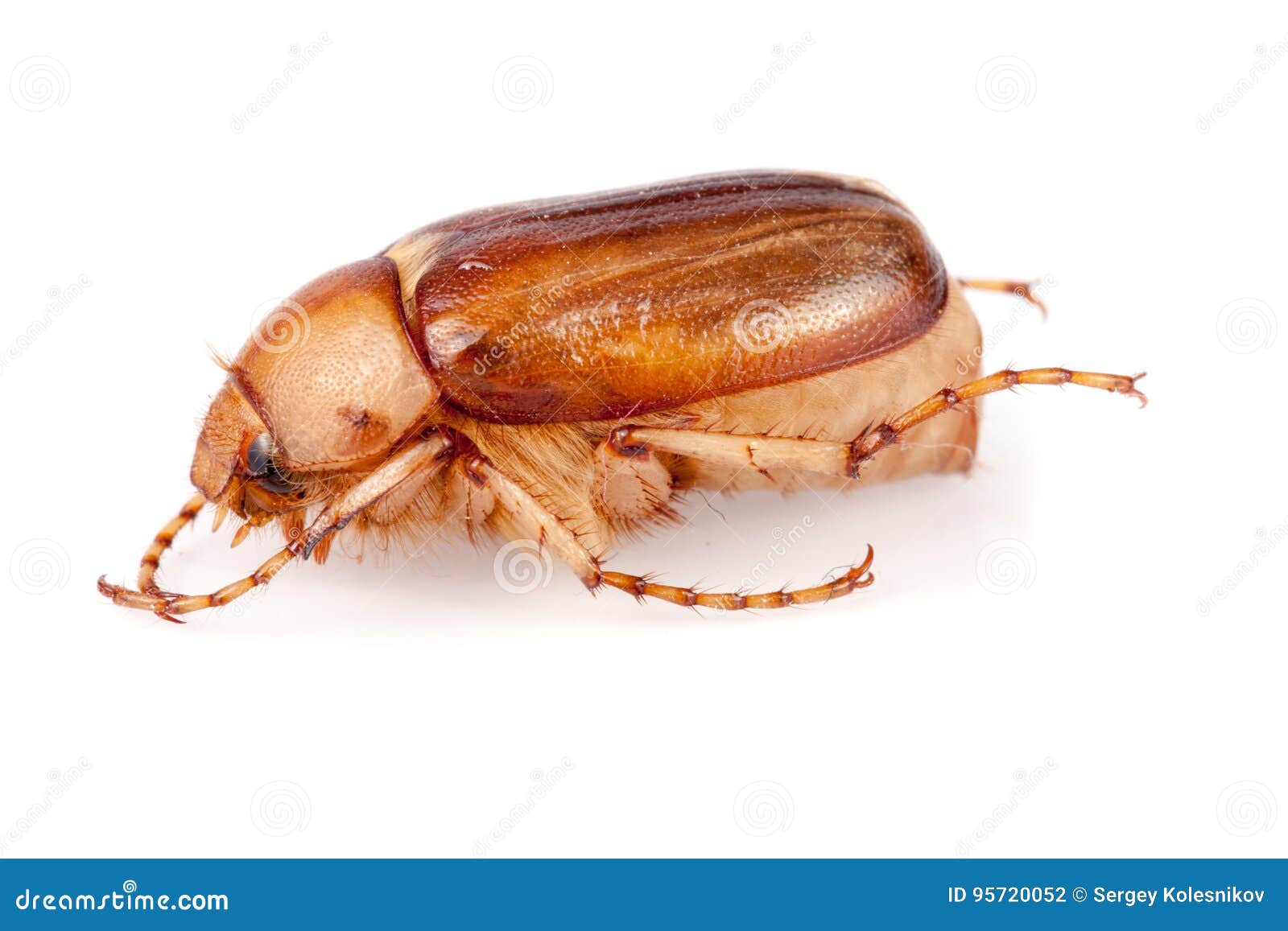 May Beetle or Cockchafer or Melolontha Isolated on White Background ...