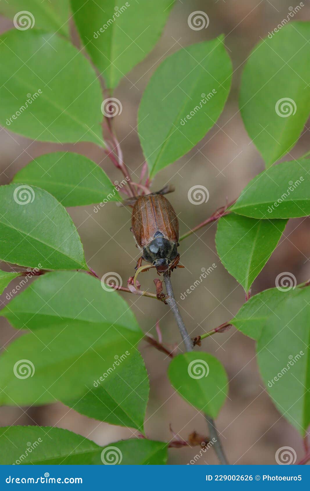 May Beetle Insect on a Tree Branch Stock Photo - Image of bright ...