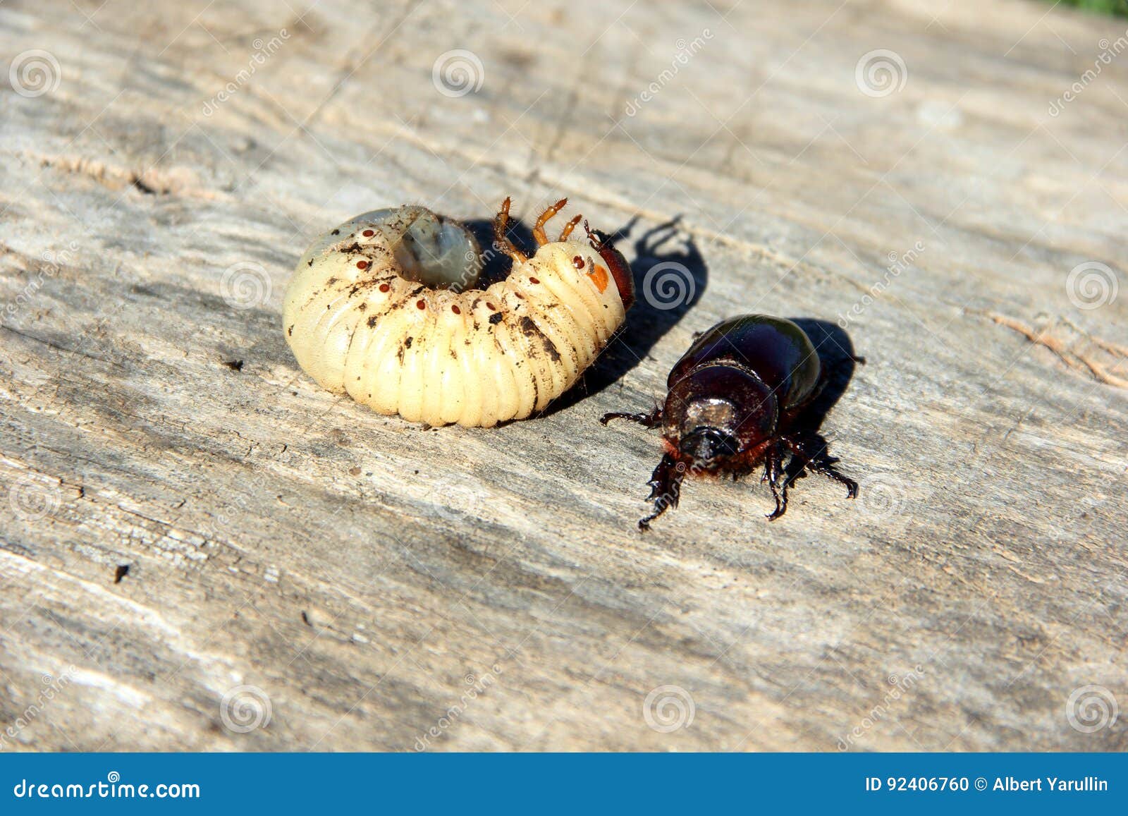 The May Beetle and Its Larva Stock Photo - Image of large, close: 92406760