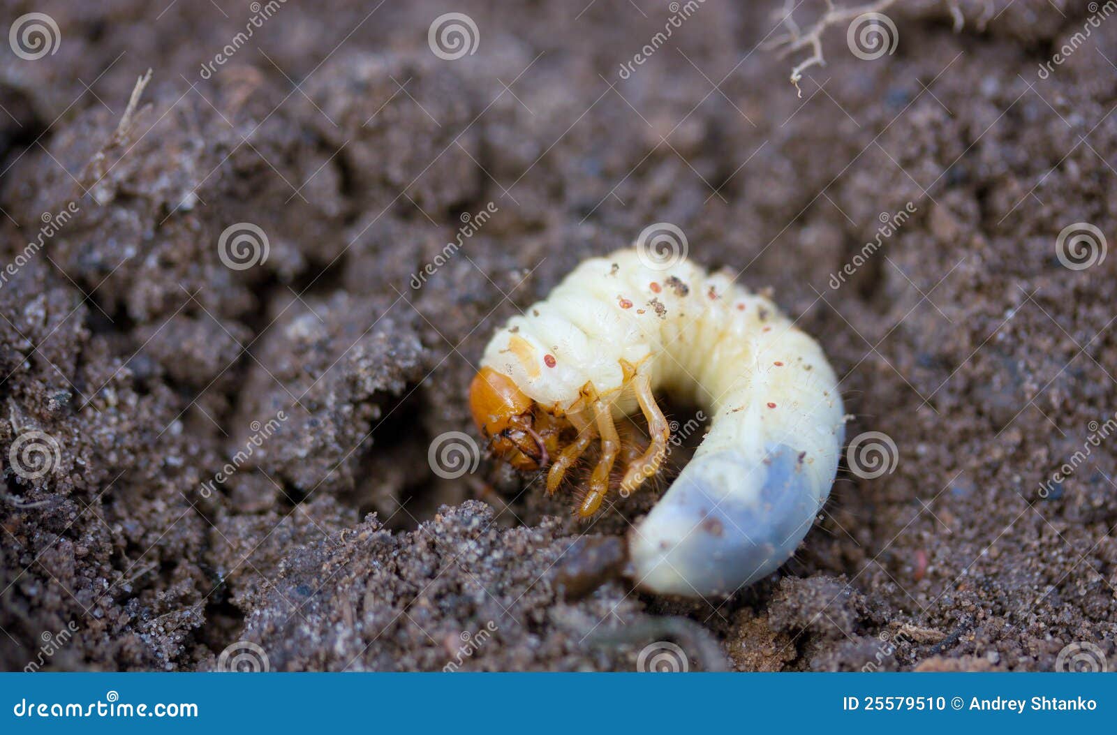 Beetle Larva In Soil Royalty-Free Stock Photography | CartoonDealer.com ...