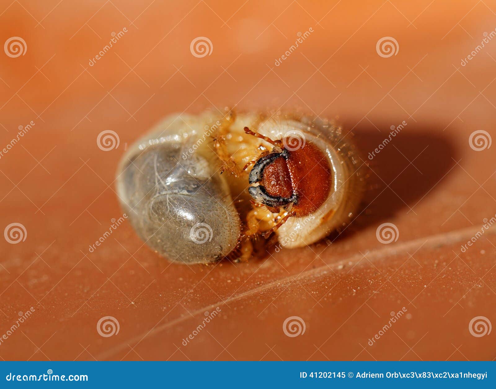 May Beetle Larvae - Melolontha Melolontha Stock Image - Image of ...