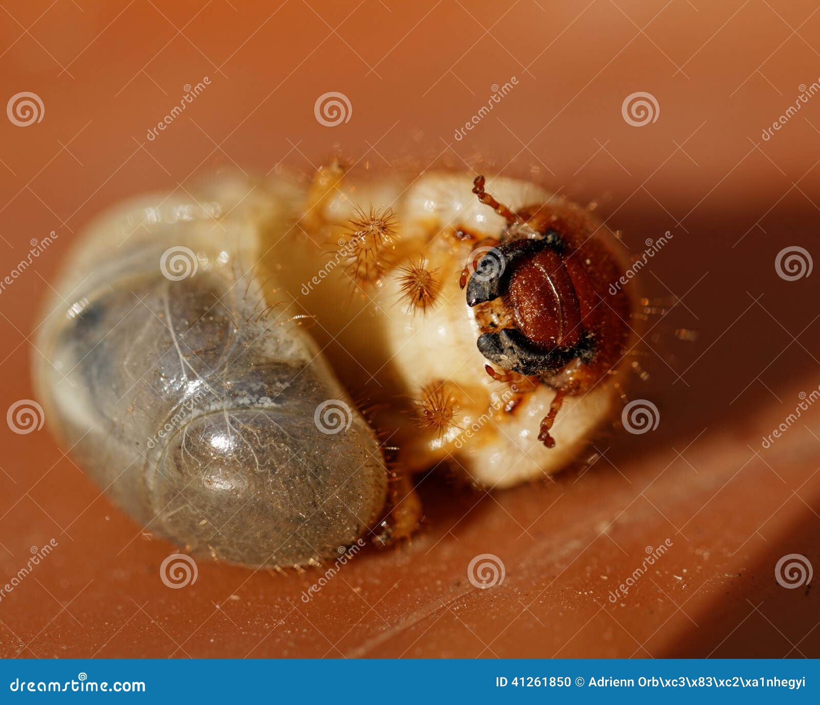 May Beetle Larvae - Melolontha Melolontha Stock Photo - Image of ...