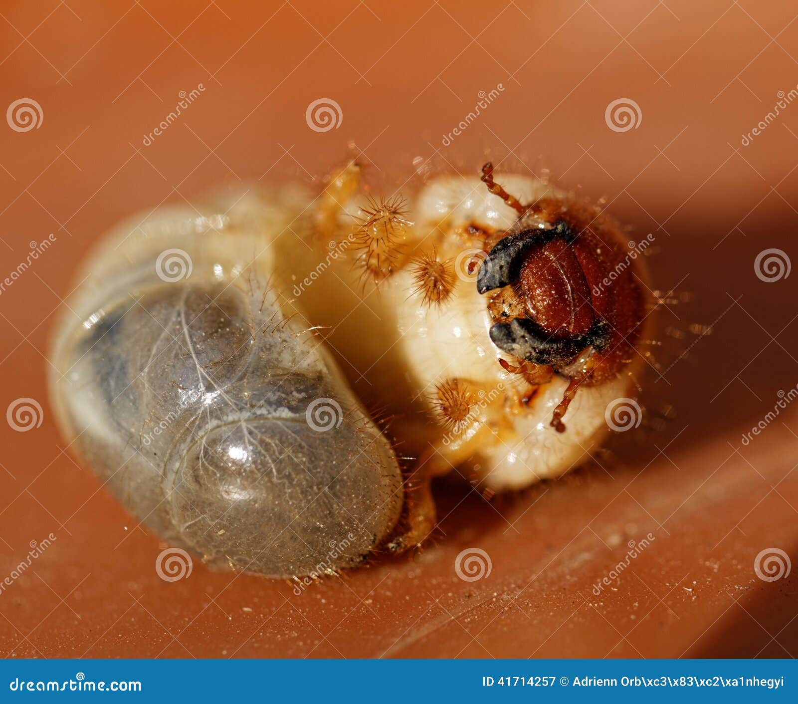 May Beetle Larvae - Melolontha Melolontha Stock Image - Image of beetle ...