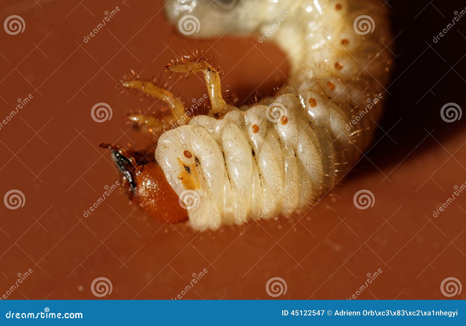 May Beetle Larvae - Melolontha Melolontha Stock Image - Image of plant ...