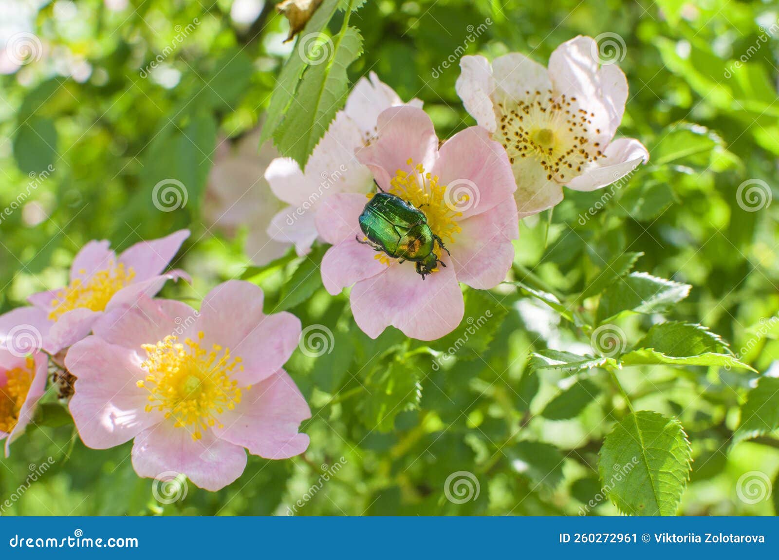 May Green Beetle on a Wild Rose Flower Stock Image - Image of green ...