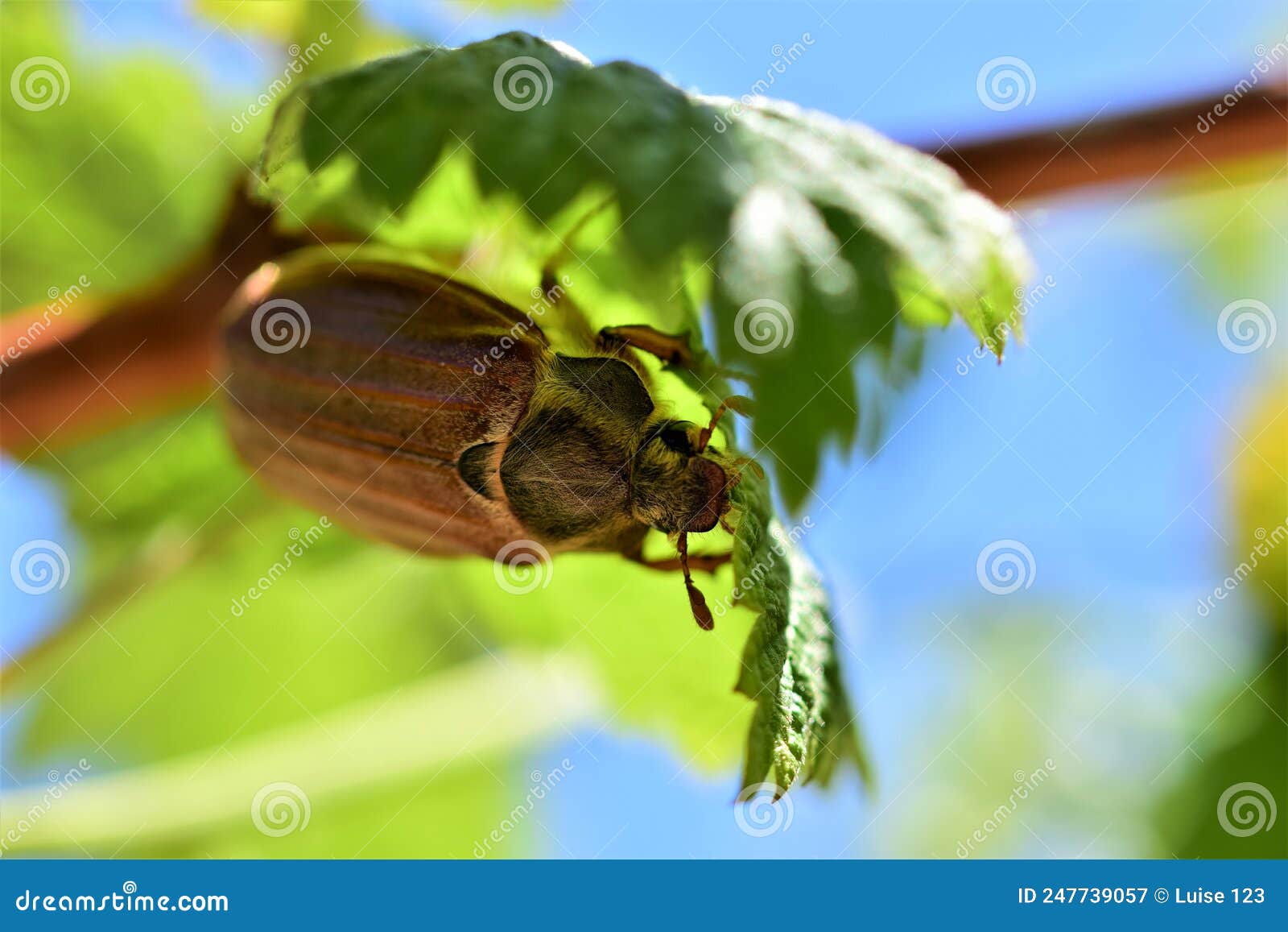 A May Beetle Sits Under a Raspberry Leaf Stock Image - Image of green ...