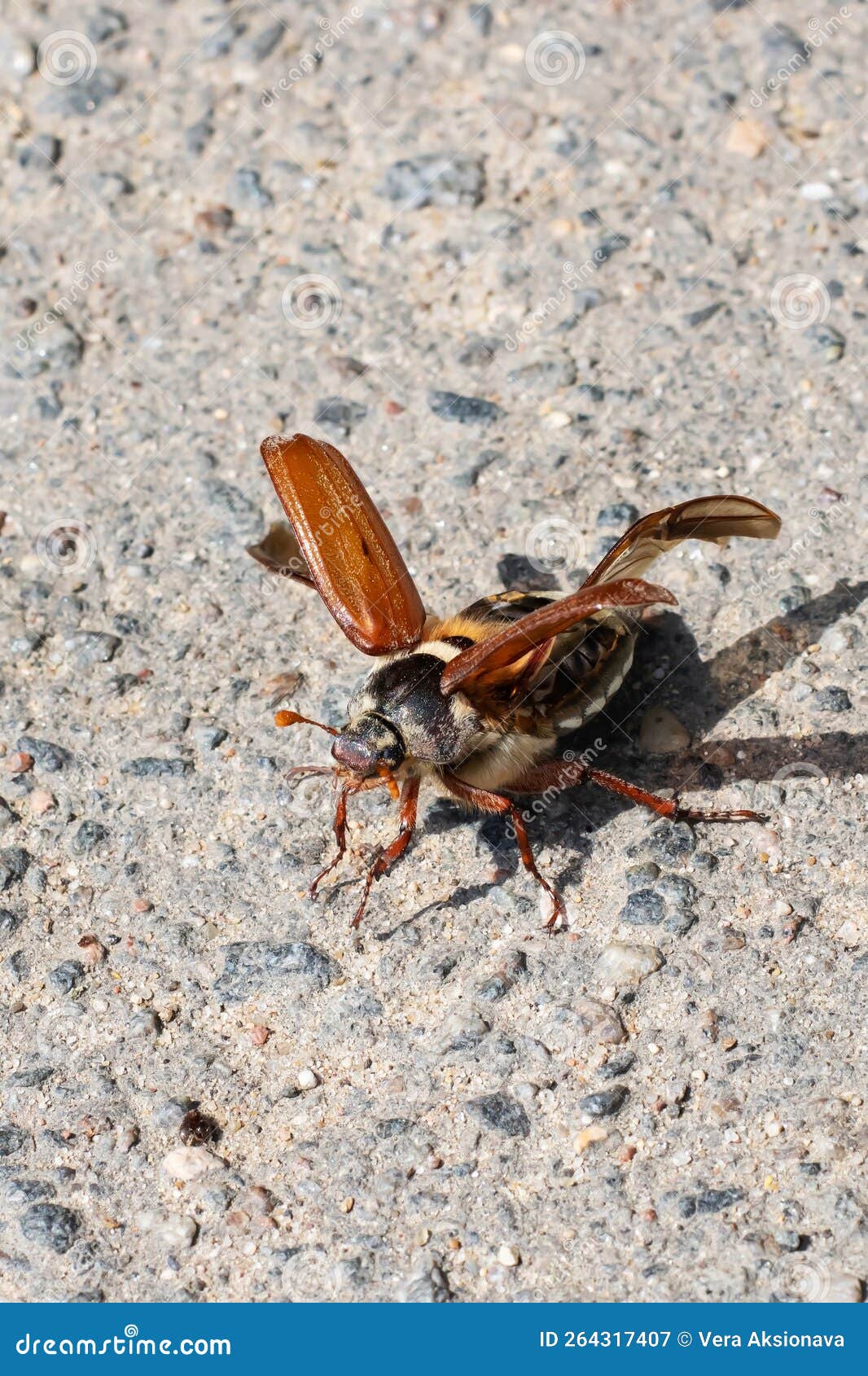 May Beetle Spread Its Wings on Asphalt Stock Image - Image of wings ...
