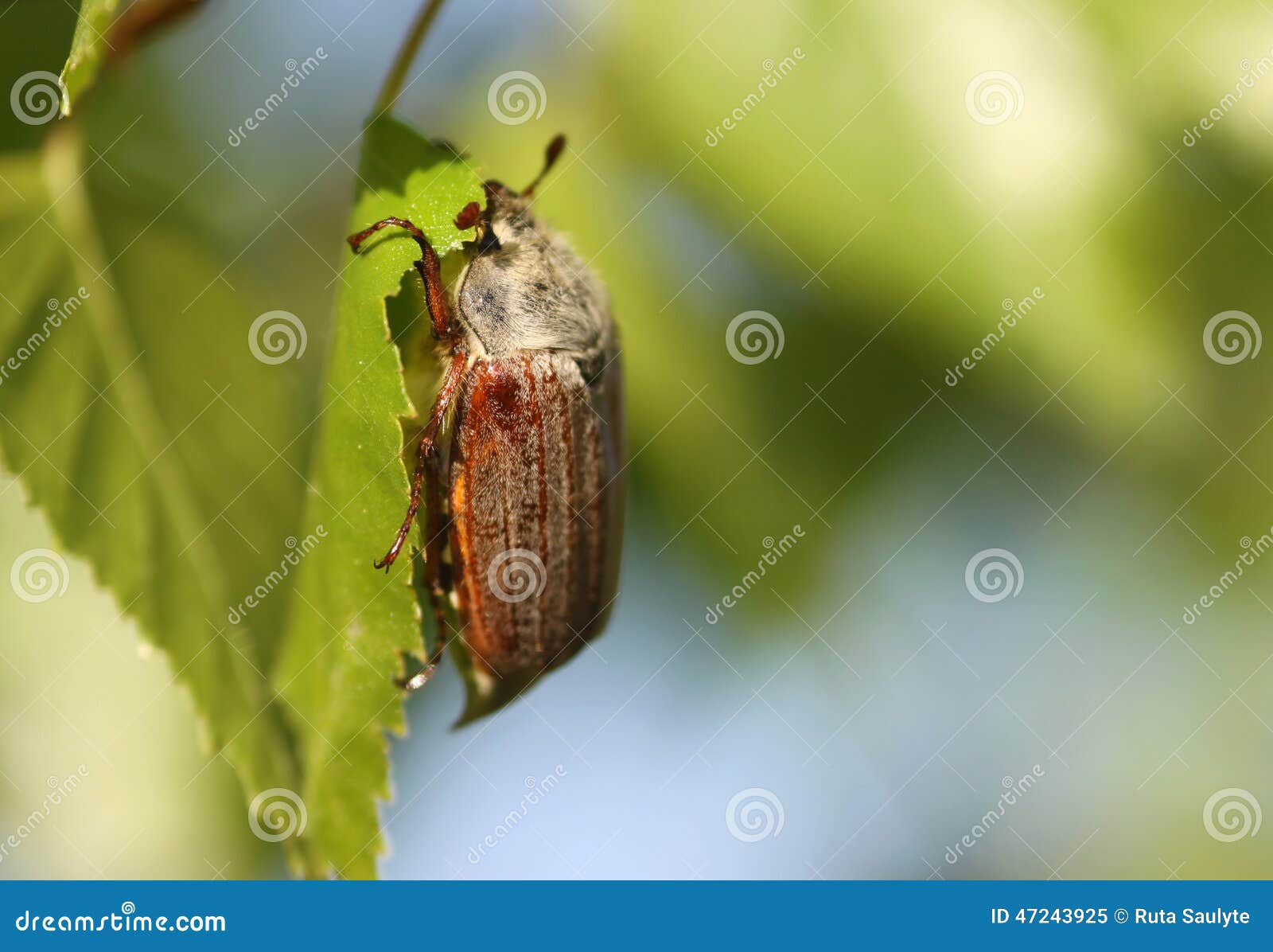 May beetle on a tree stock image. Image of nature, wildlife - 47243925