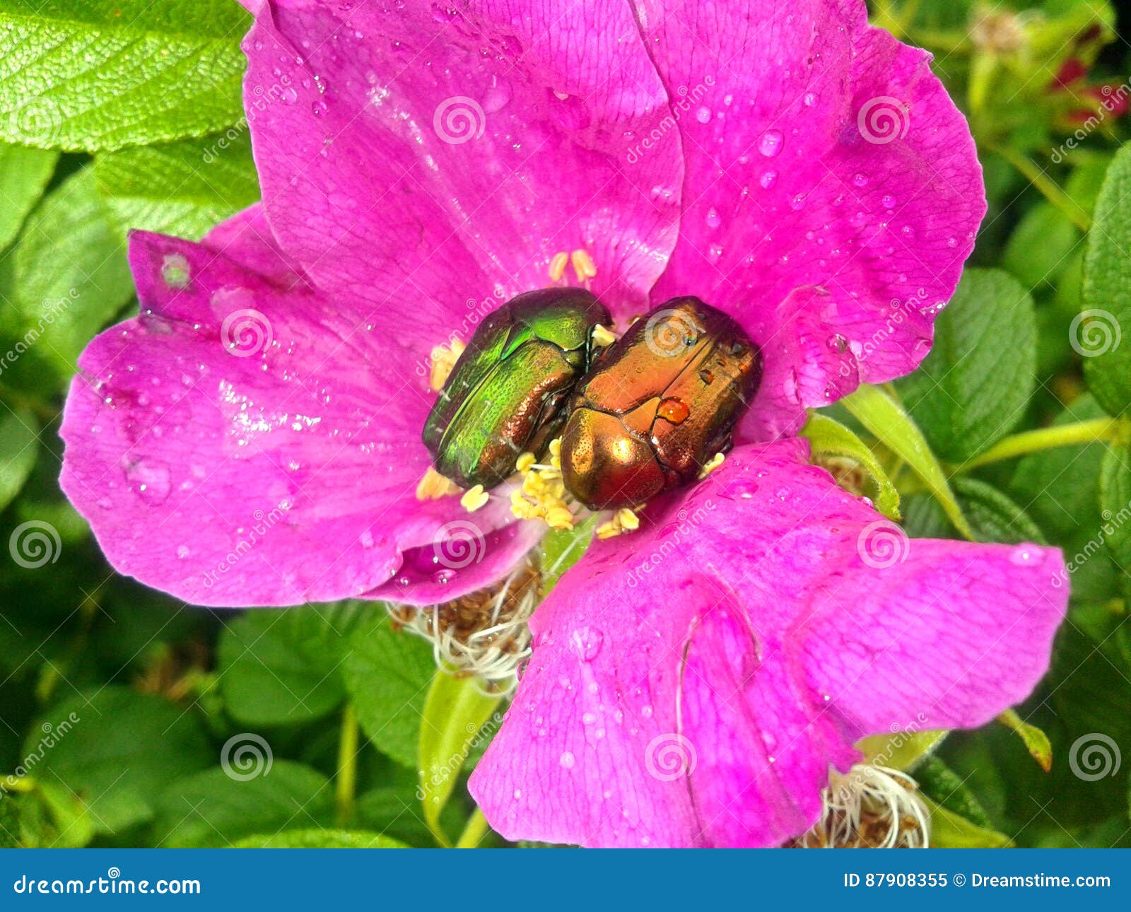 May beetles on rose hips stock image. Image of rose, beetles - 87908355