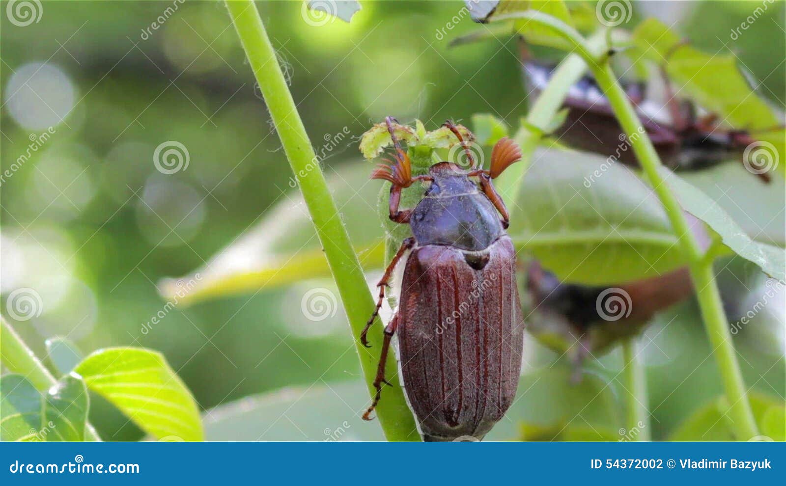May beetles on a tree stock footage. Video of bush, beetle - 54372002