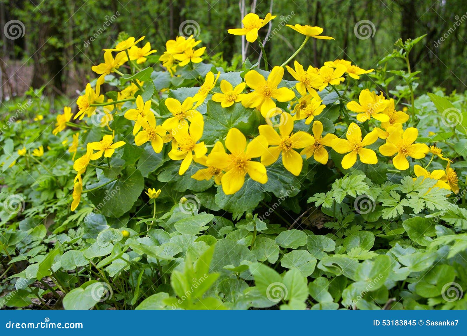 May blobs blooms stock image. Image of april, blossom - 53183845