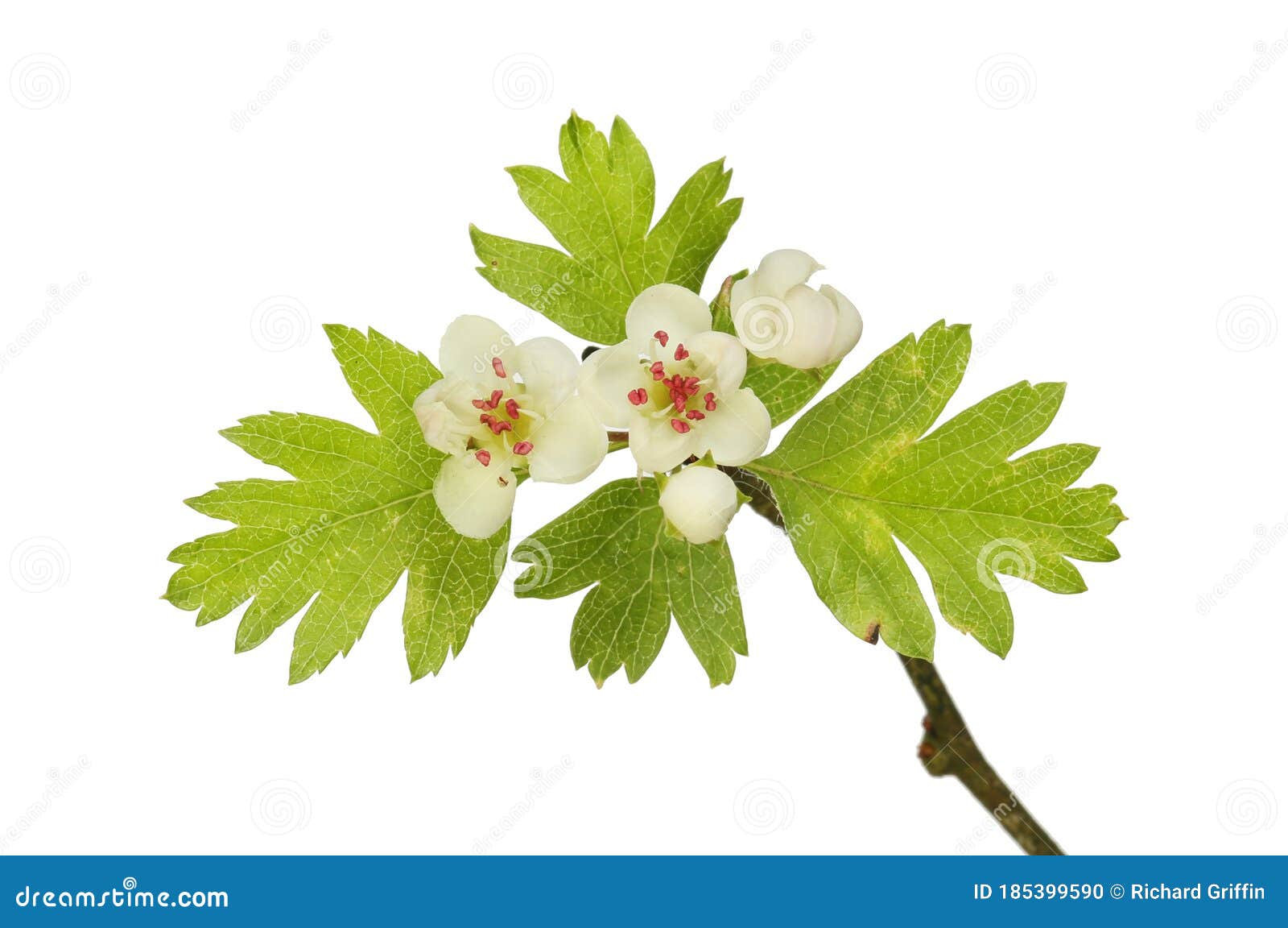 May blossom closeup stock photo. Image of petal, isolated - 185399590