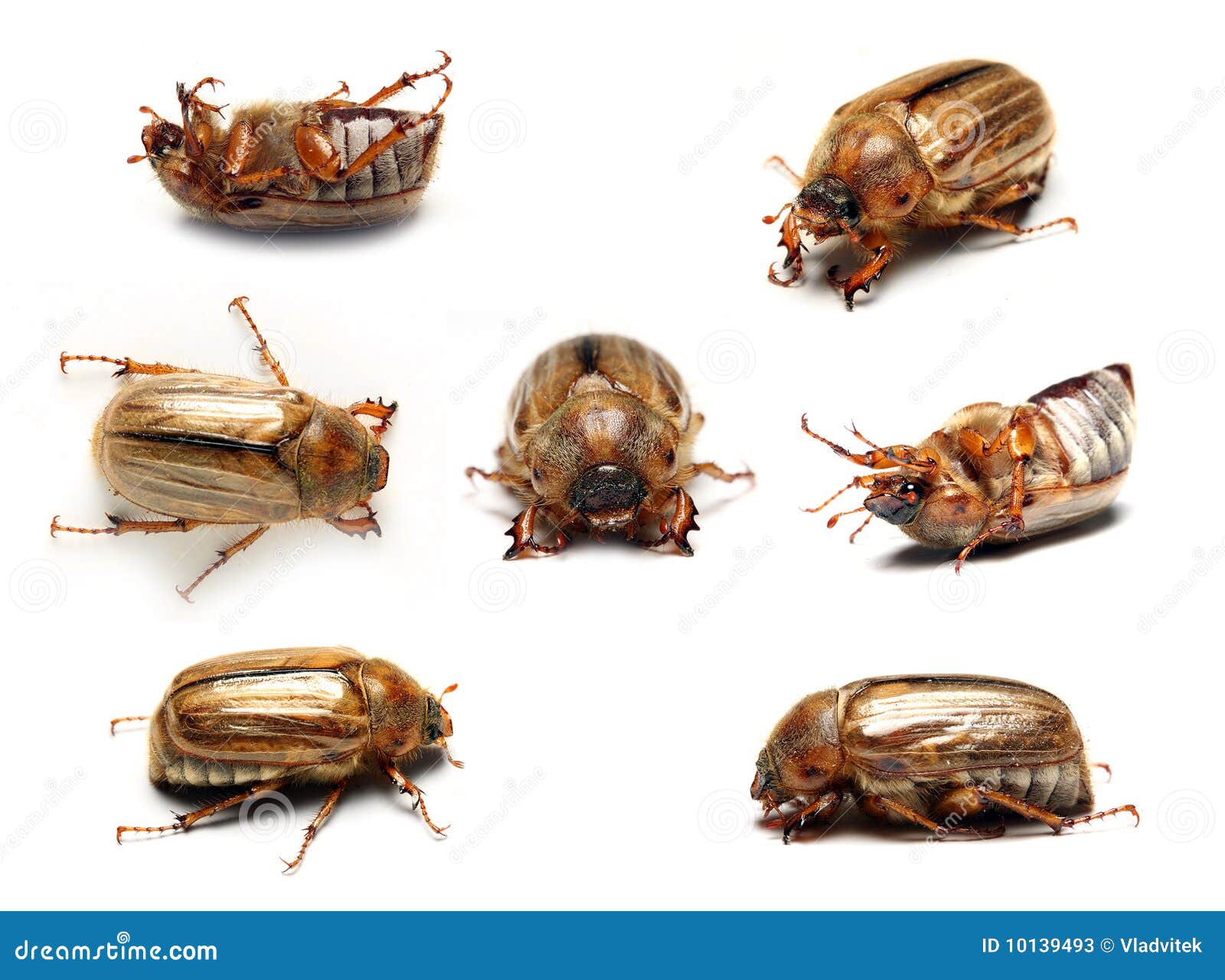 May-bug stock image. Image of nature, face, front, brown - 10139493