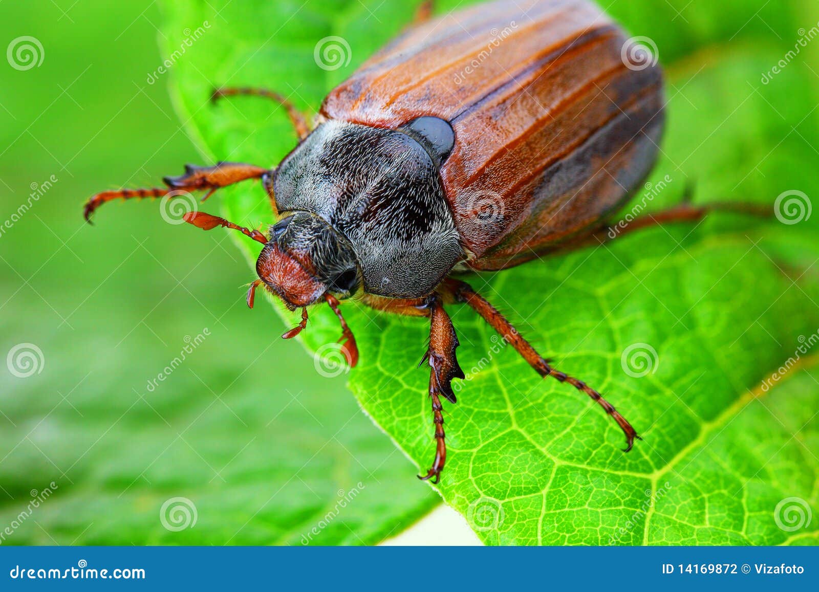 May-bug stock photo. Image of leaf, green, feeding, animals - 14169872