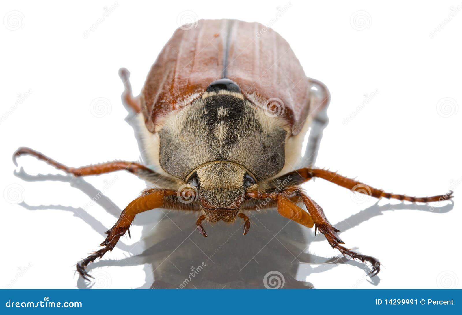 May-bug stock image. Image of bristle, brown, side, face - 14299991