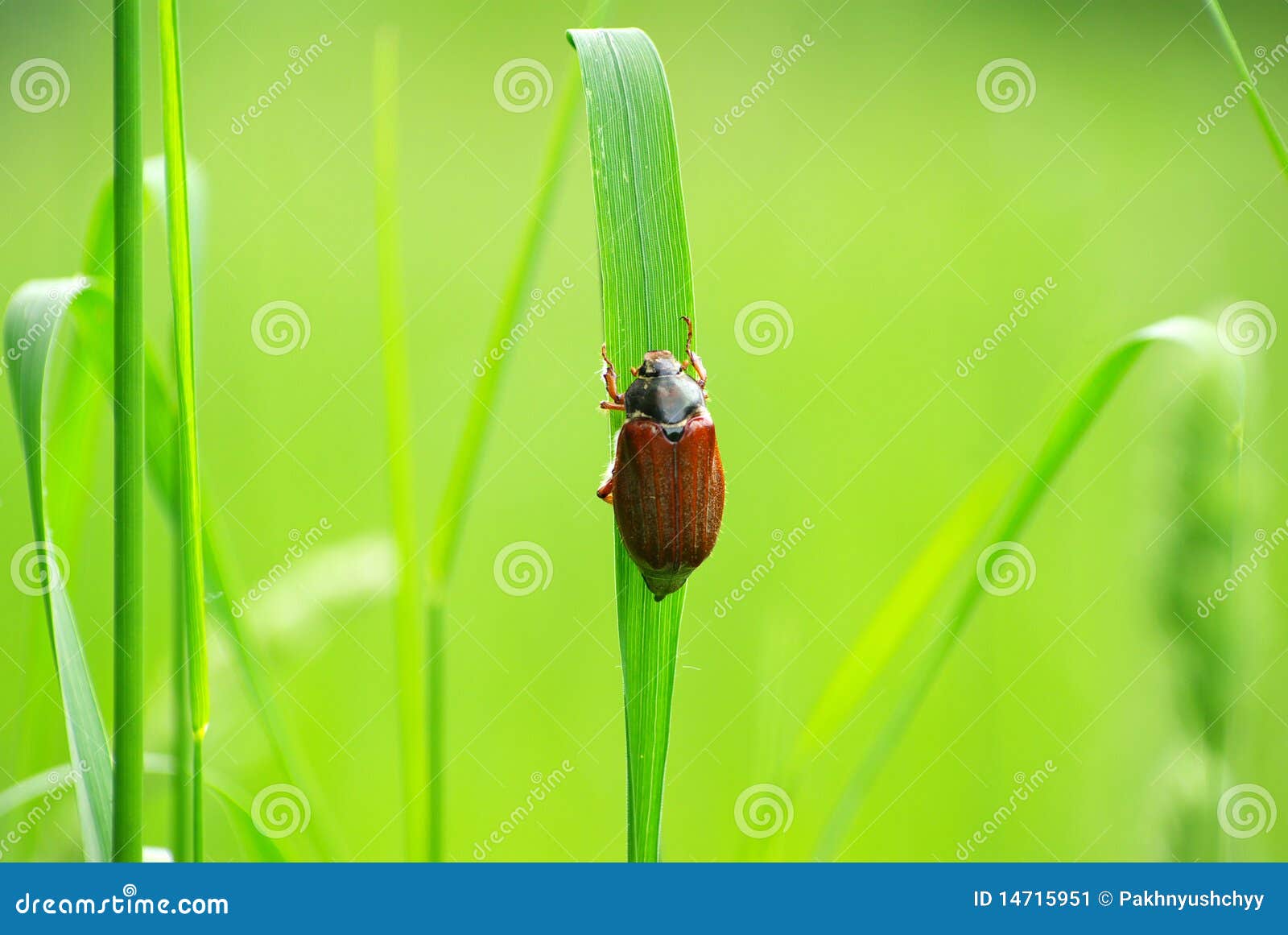 May-bug stock image. Image of green, nature, insect, vermin - 14715951