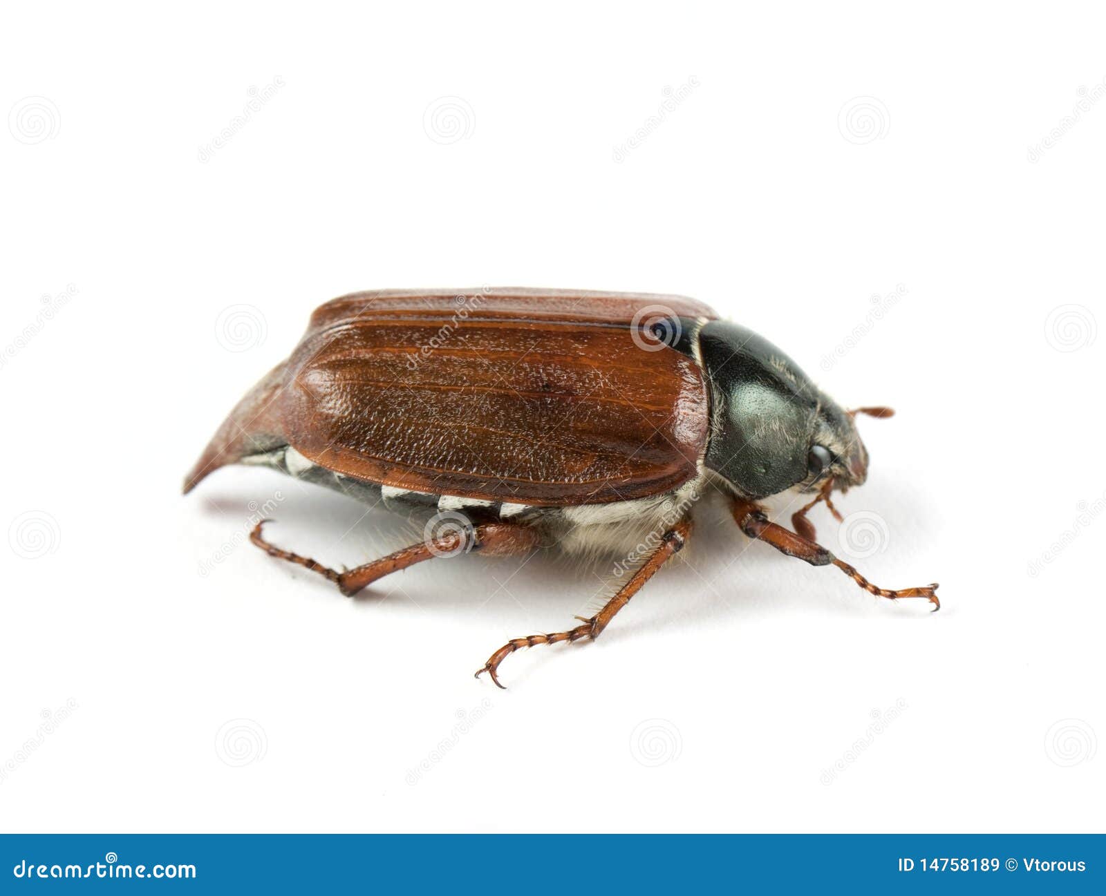 May-bug stock image. Image of volant, close, wildlife - 14758189