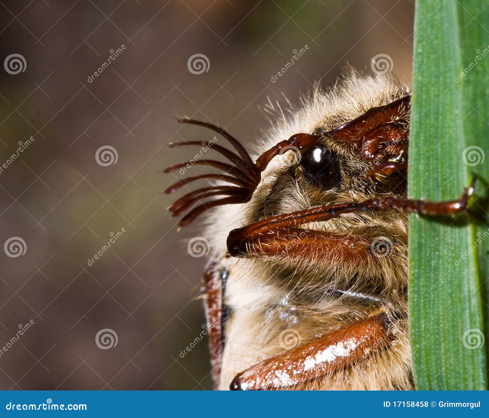 May bug stock photo. Image of macro, close, insect, portrait - 17158458
