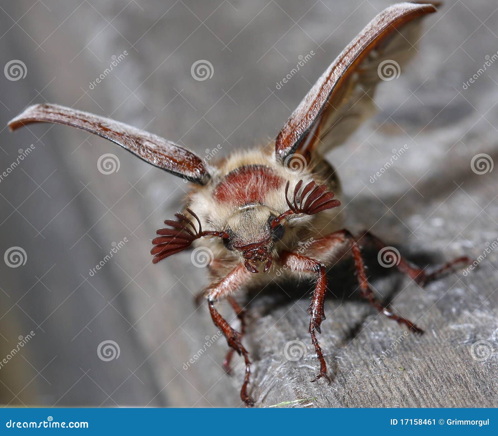 May bug stock image. Image of wing, beetle, close, soar - 17158461