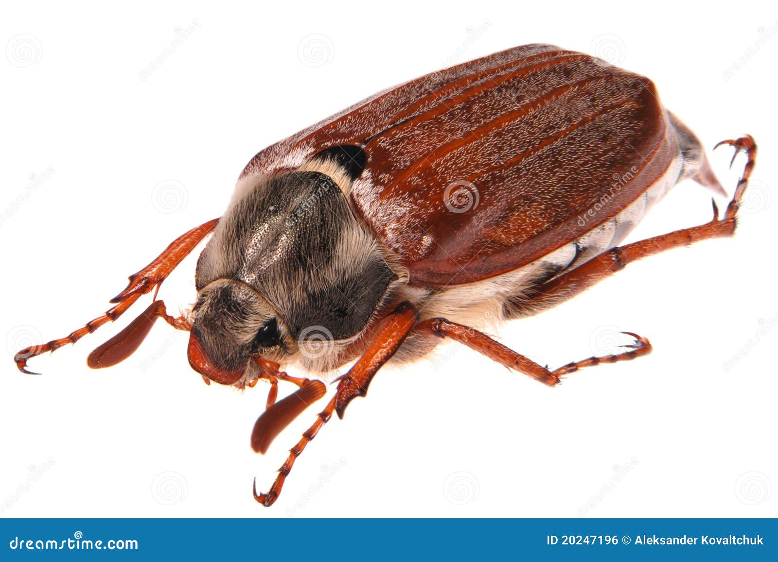 May bug stock photo. Image of beetle, white, brown, animals - 20247196
