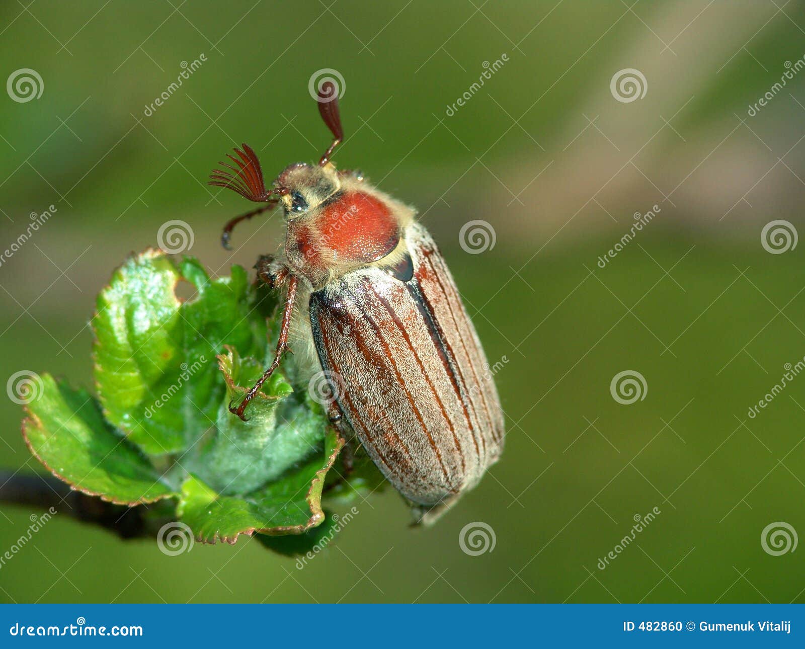 The may-bug. stock photo. Image of scarabaeidae, summer - 482860