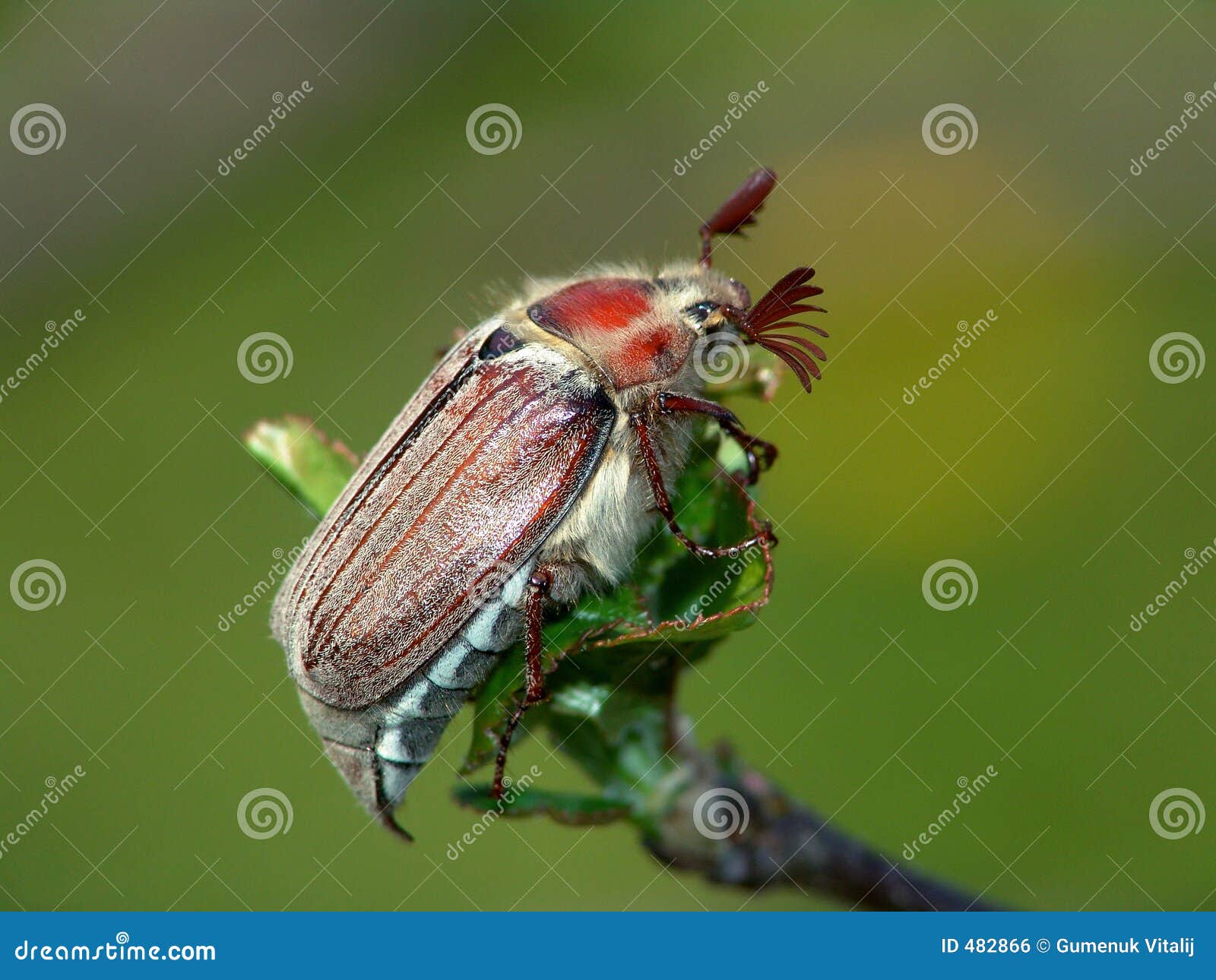 The may-bug. stock photo. Image of moscow, hippocastani - 482866