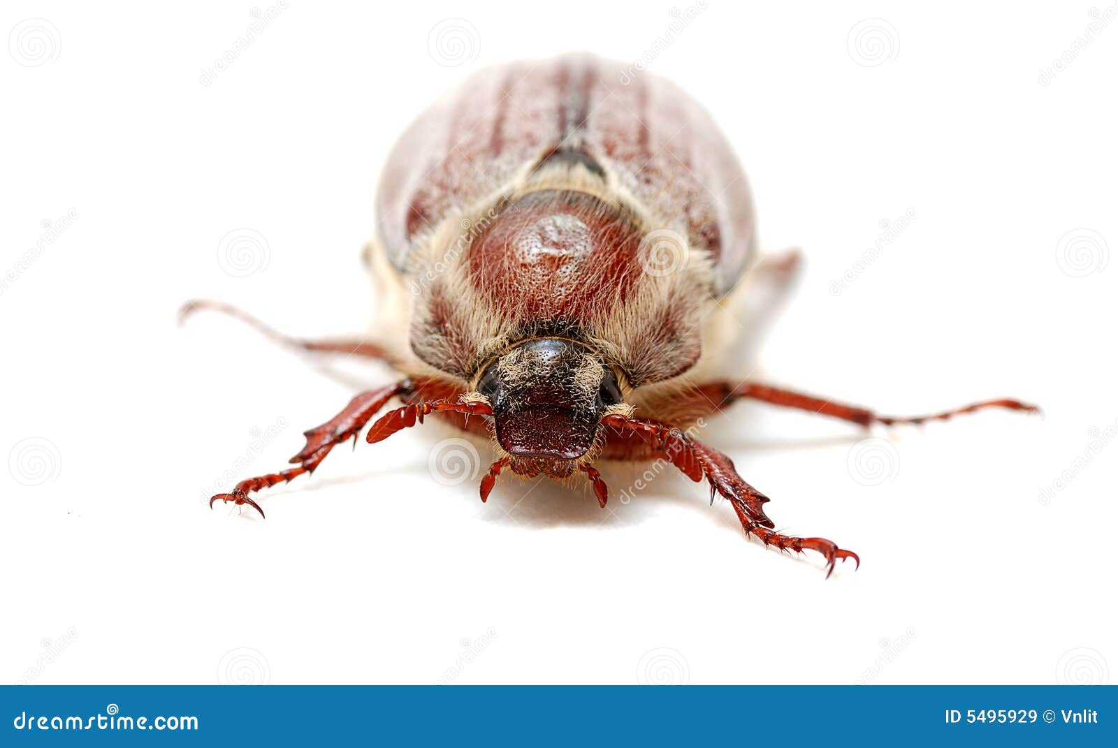 May bug stock image. Image of flying, white, wild, wing - 5495929