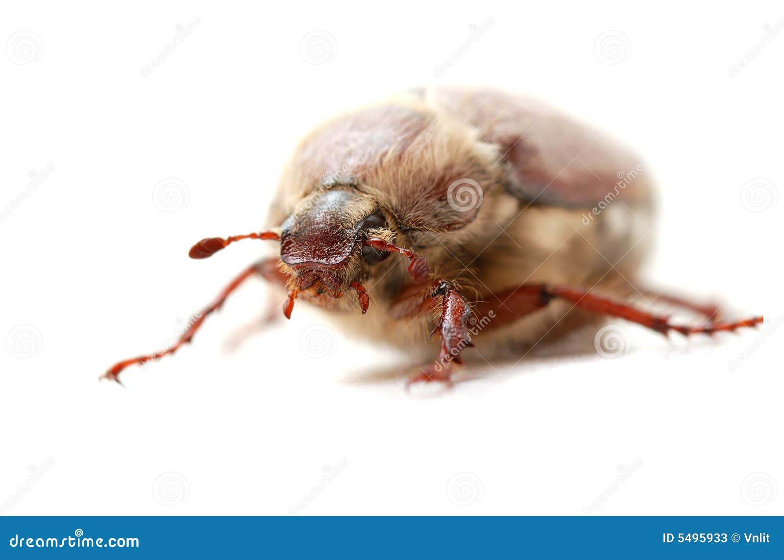 May bug stock image. Image of front, bright, life, closeup - 5495933