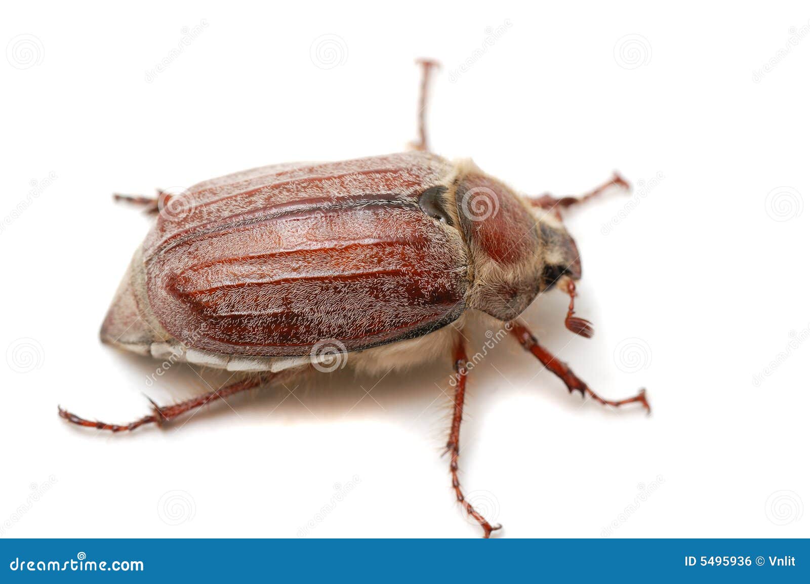 May bug stock photo. Image of closeup, shiny, gray, insect - 5495936