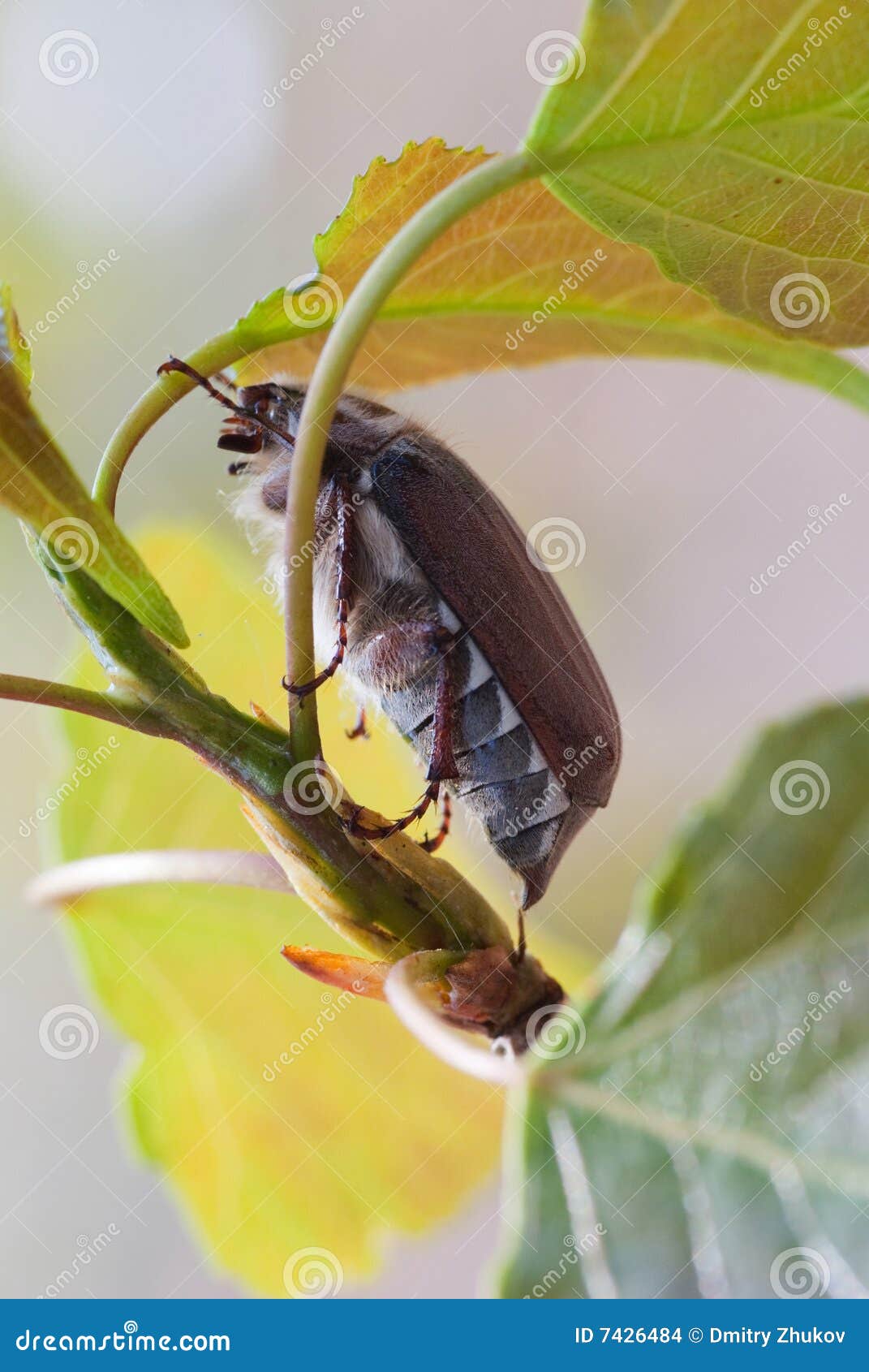 May-bug stock photo. Image of cockchafer, melolontha, gray - 7426484
